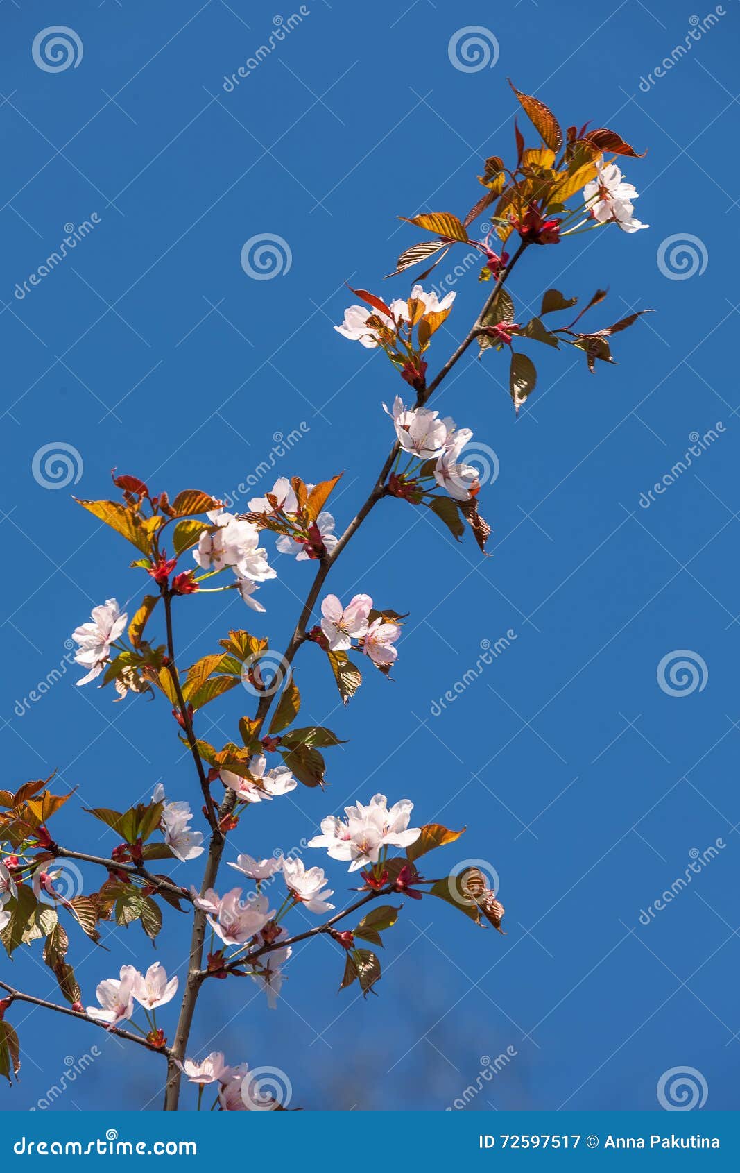 Spring flowers of sakura stock image. Image of bloom - 72597517