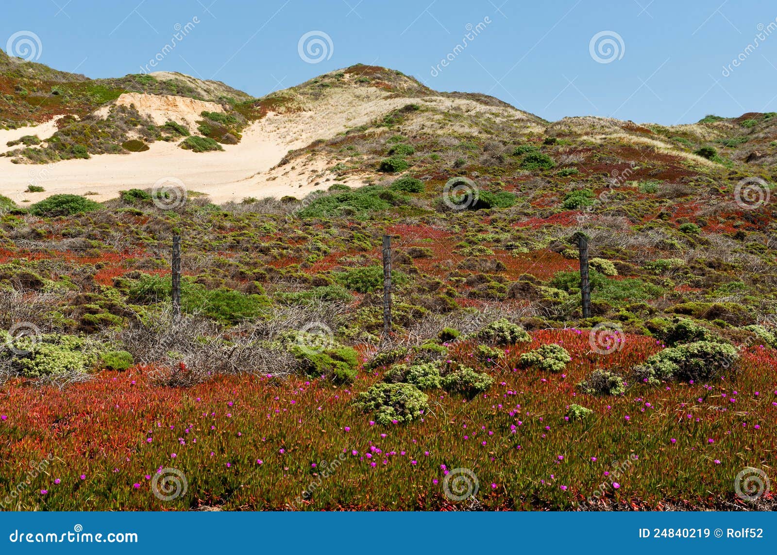 Spring Flowers and Sand Dunes in Big Sur Stock Image - Image of fence ...