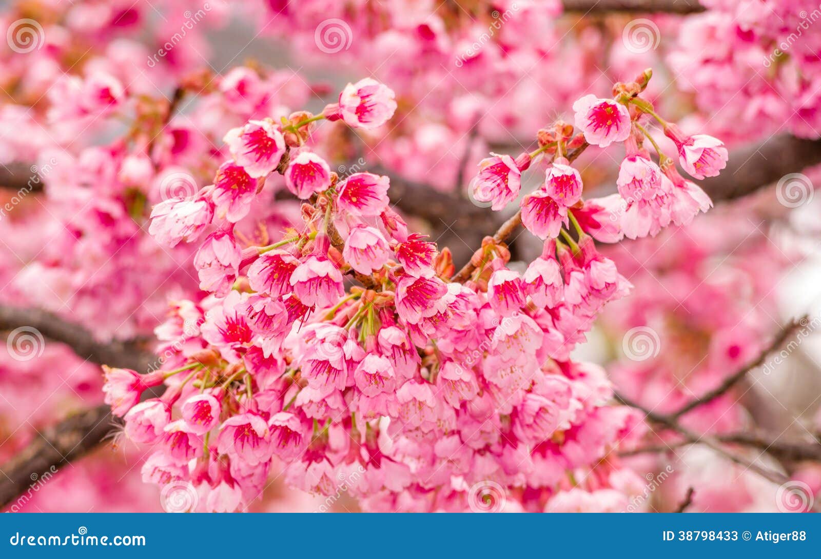 Spring Flowers Series, Beautiful Cherry Blossom Stock Image - Image of ...