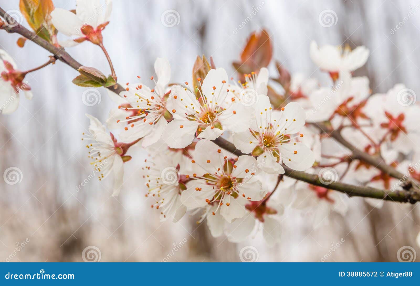 Spring Flowers Series, Beautiful Cherry Blossom Stock Photo - Image of ...