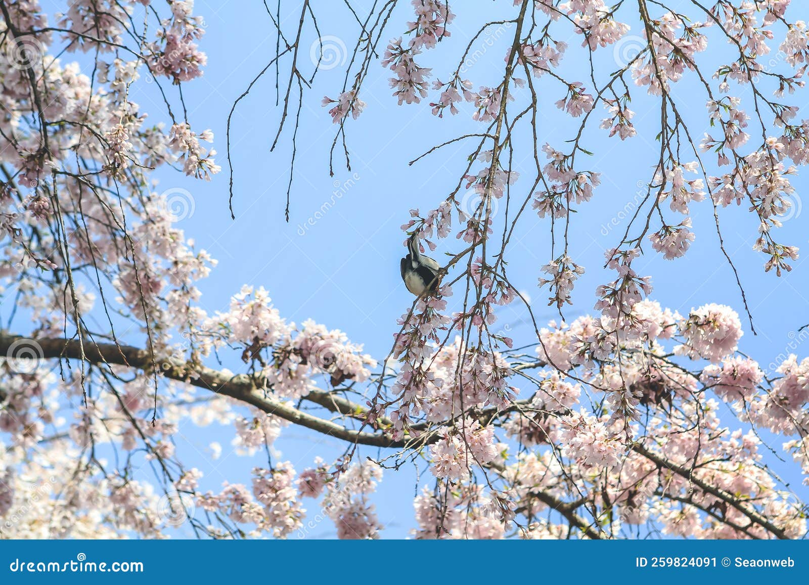 Spring Flowers Series, Cherry Blossom , Sakura Flower Stock Image ...