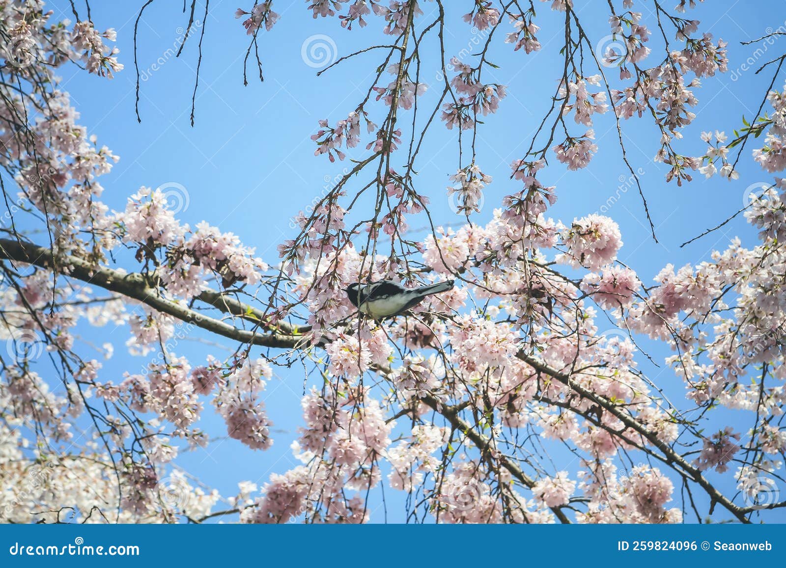 Spring Flowers Series, Cherry Blossom , Sakura Flower Stock Photo ...