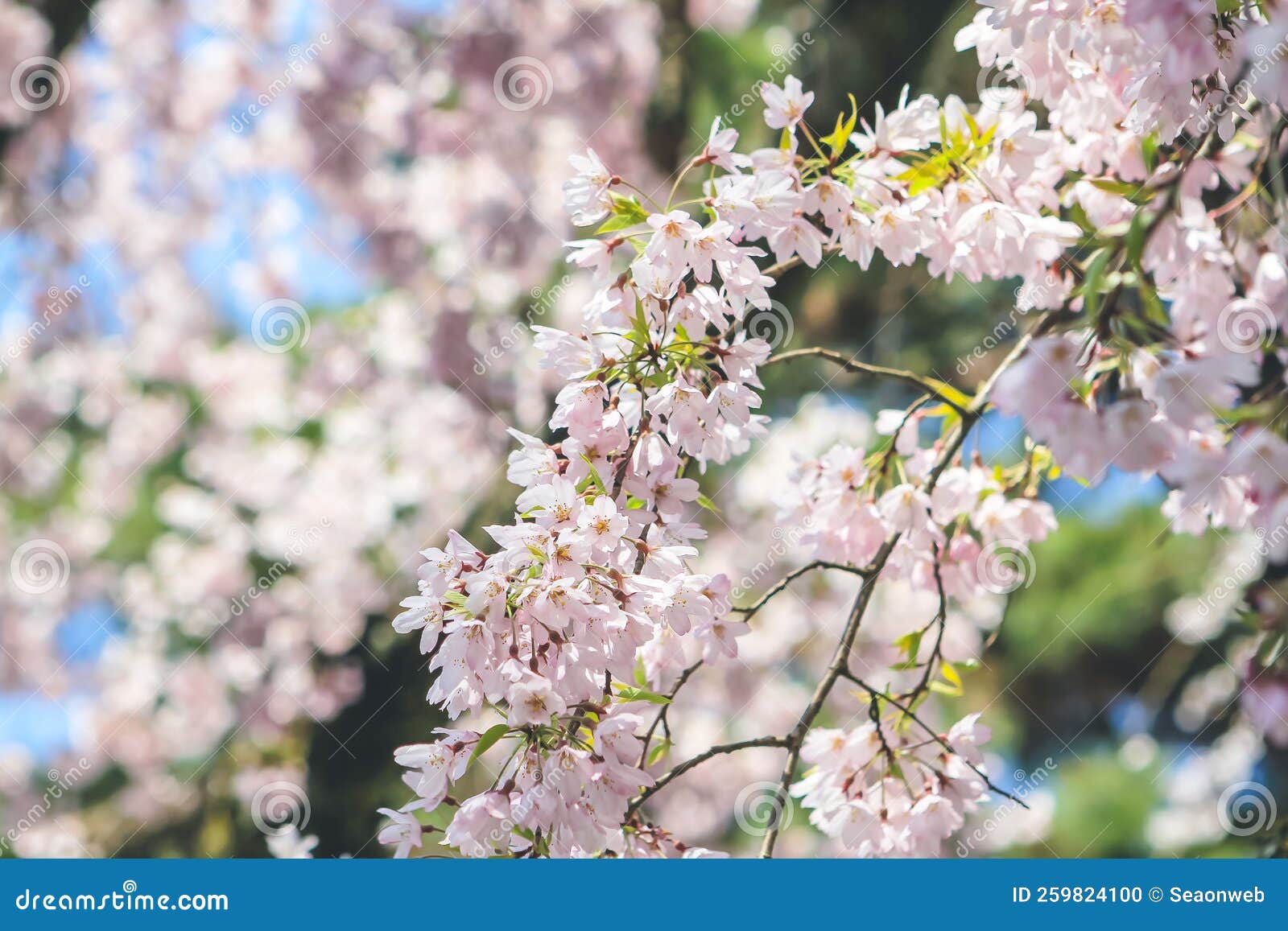 Spring Flowers Series, Cherry Blossom , Sakura Flower Stock Photo ...