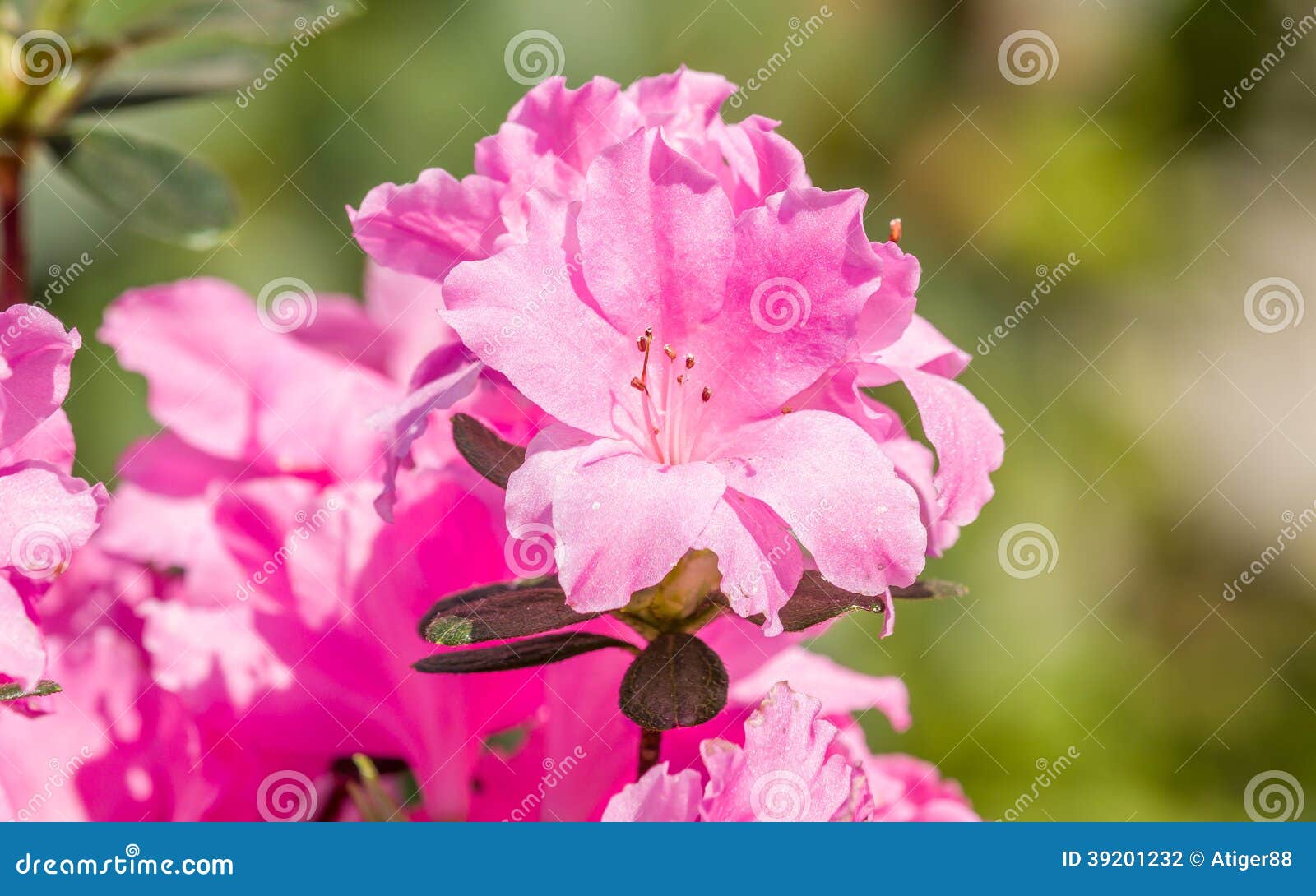 Spring Flowers Series, Pink Azalea Flowers Stock Photo - Image of ...