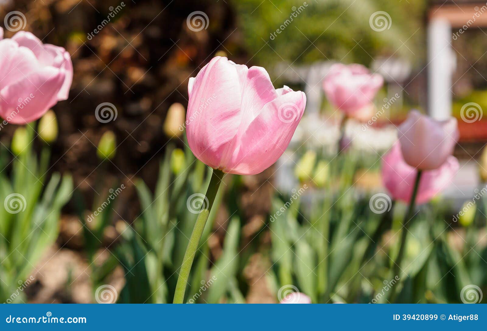 Spring Flowers Series, Pink Tulips. Stock Image - Image of nature ...