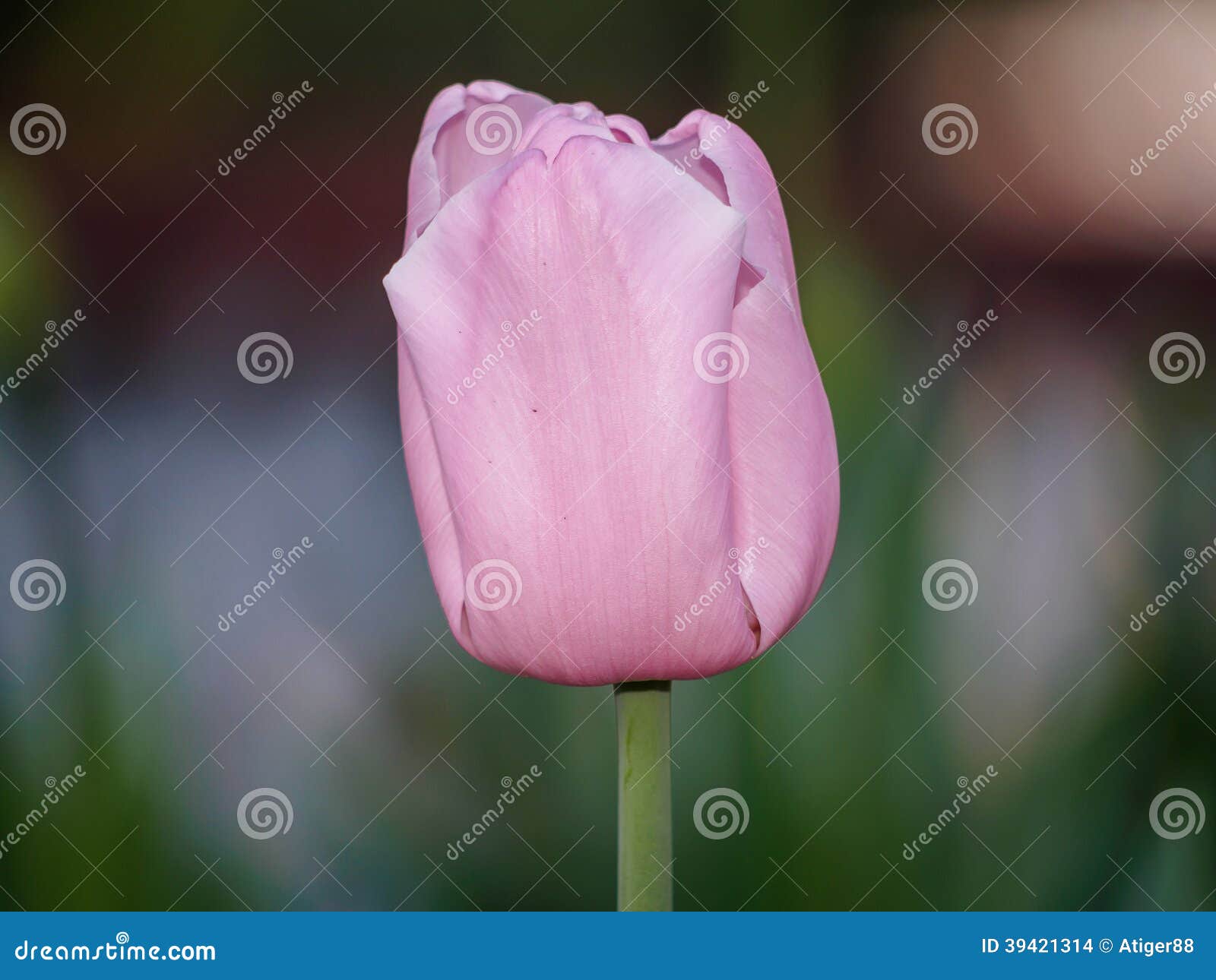 Spring Flowers Series, Pink Tulips. Stock Photo - Image of shadow ...