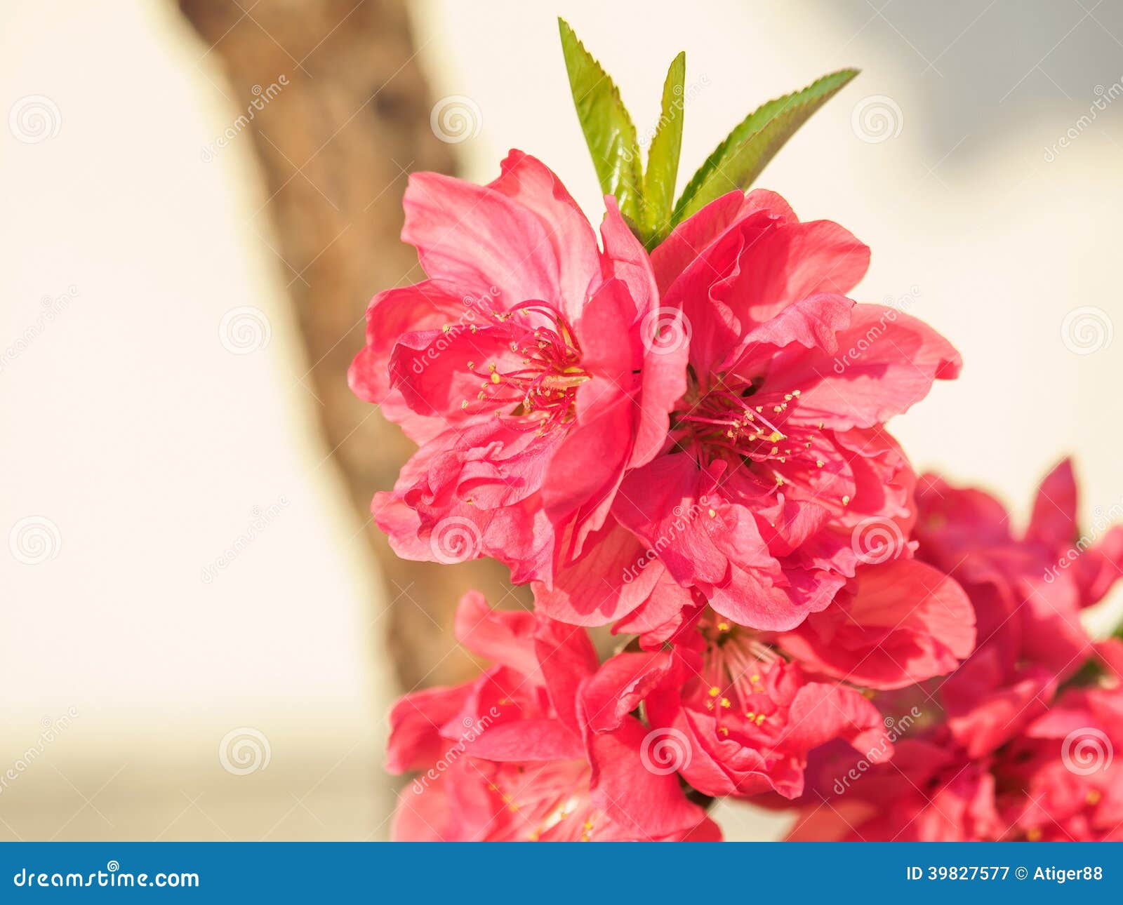 Spring Flowers Series, Red Peach Blossoming Stock Image - Image of ...