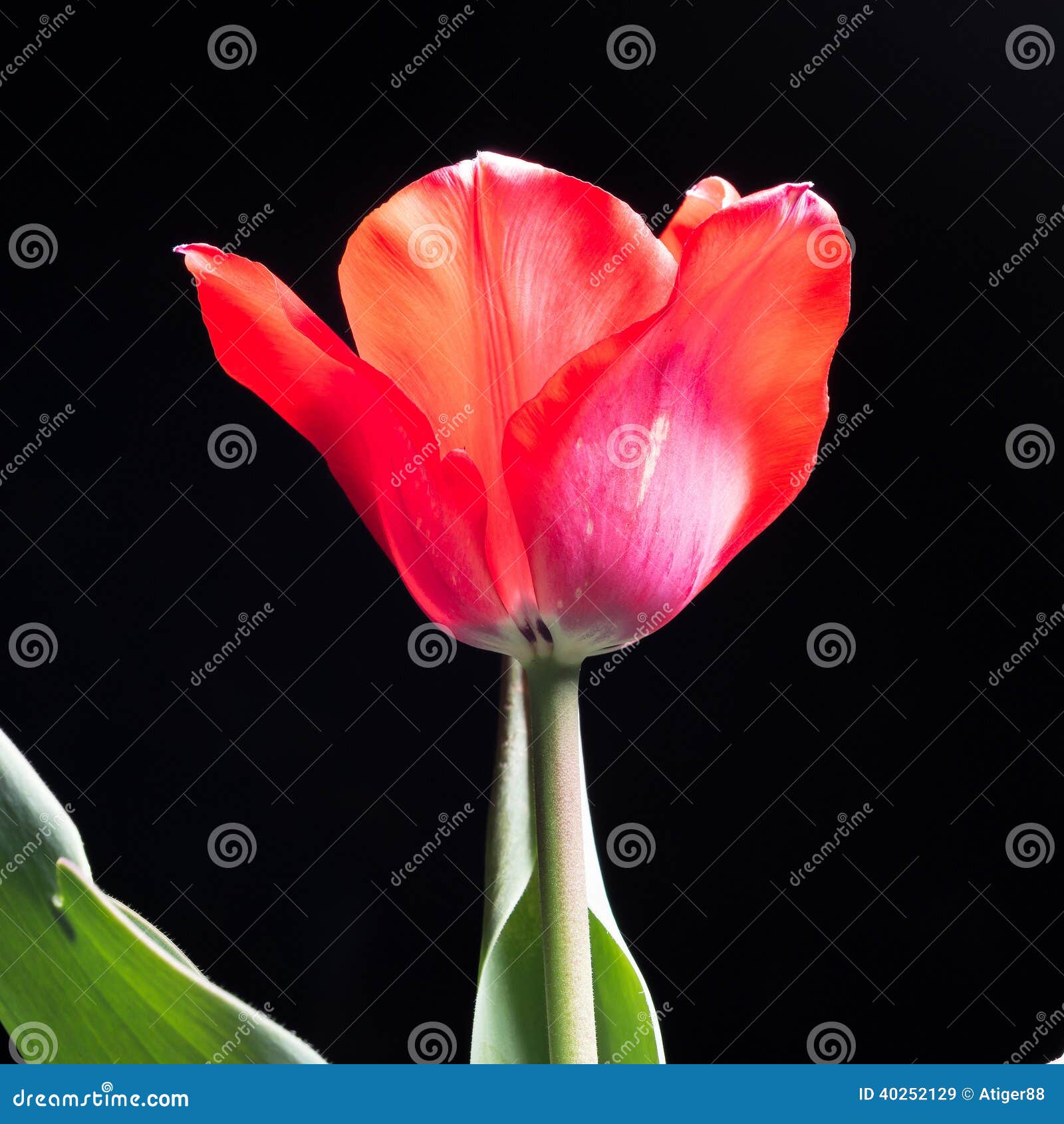 Spring Flowers Series, Single Red Tulip Stock Image - Image of green ...