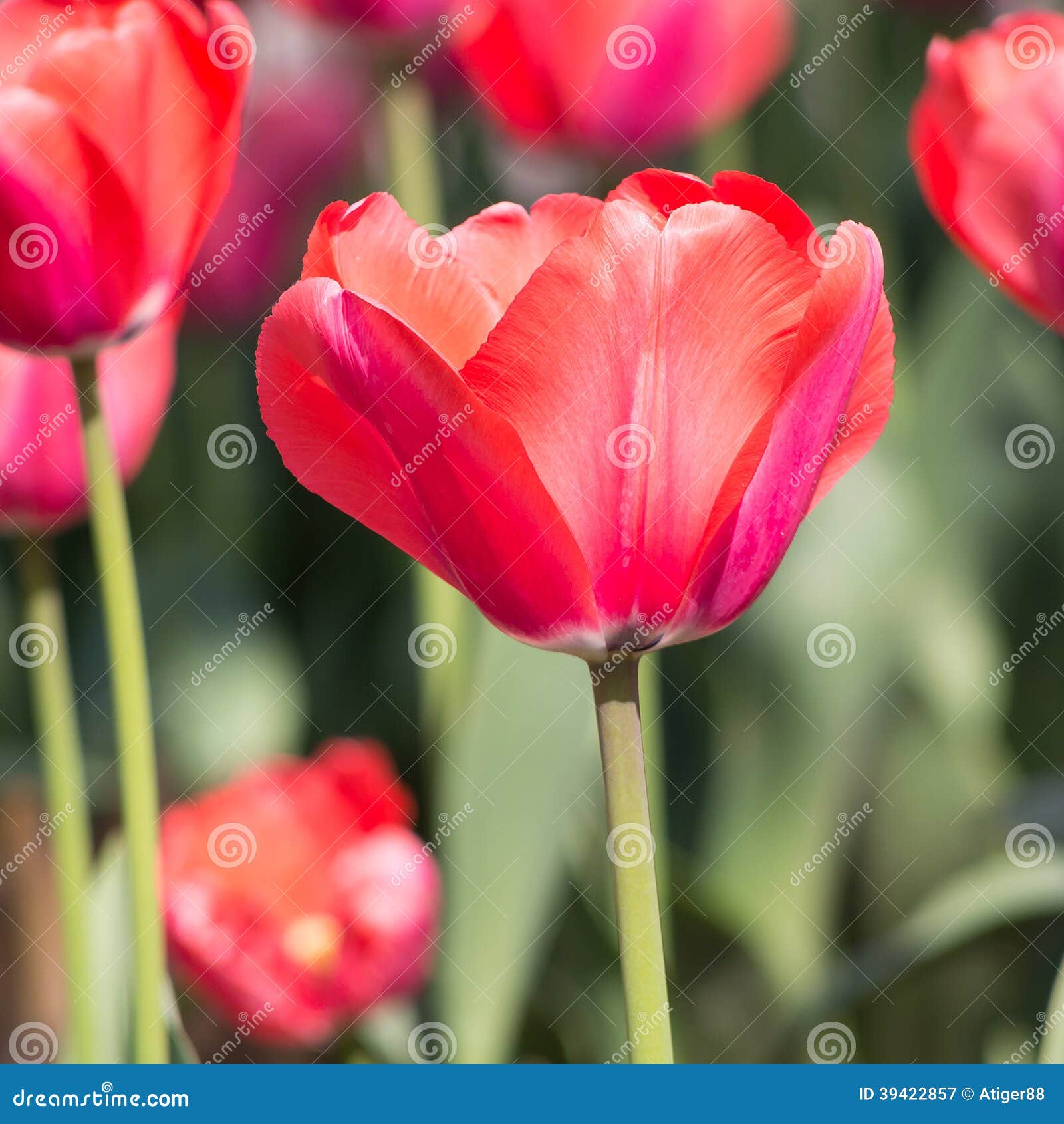Spring Flowers Series, Single Red Tulips Stock Image - Image of light ...