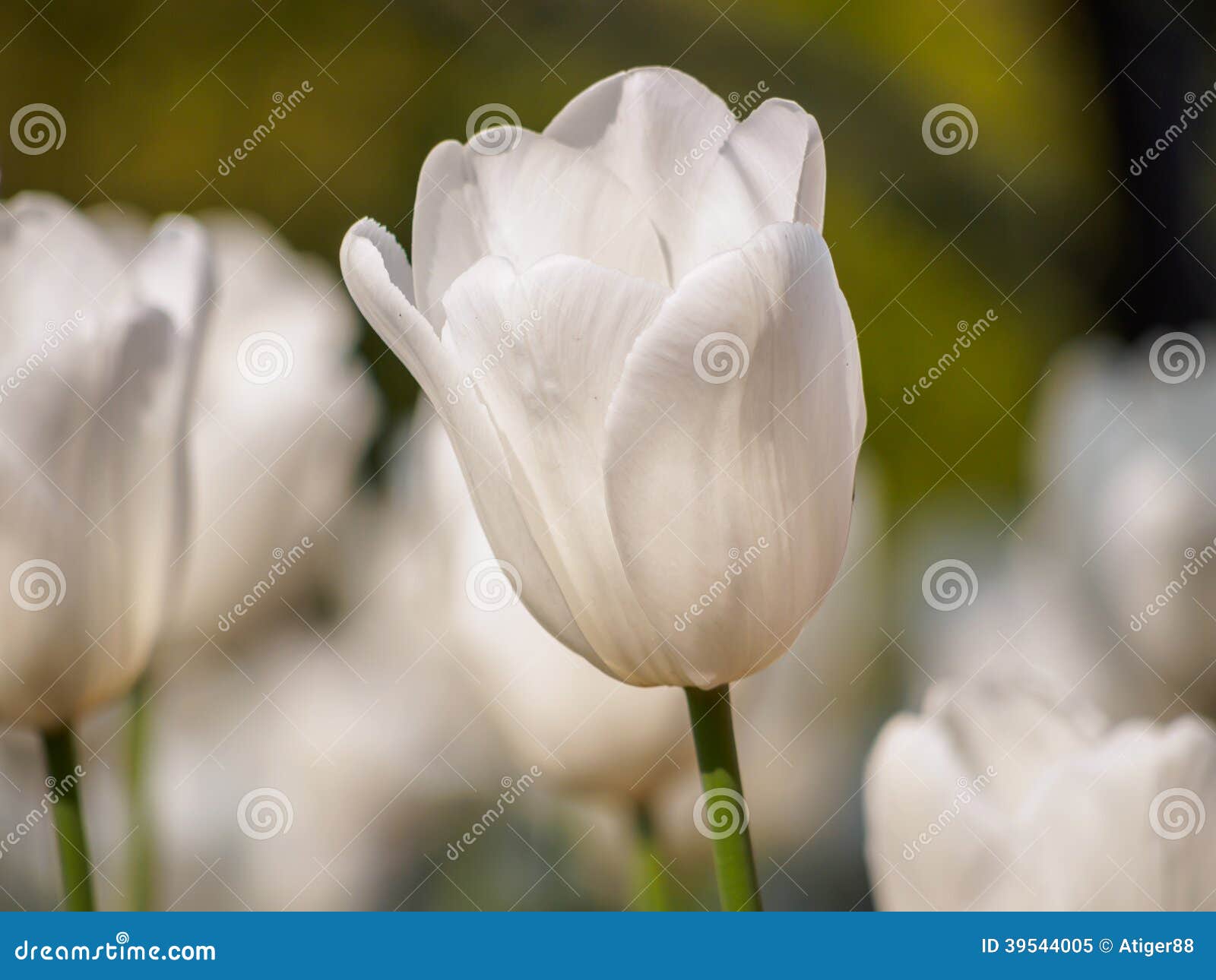 Spring Flowers Series, Single White Tulip in Field Stock Image - Image ...