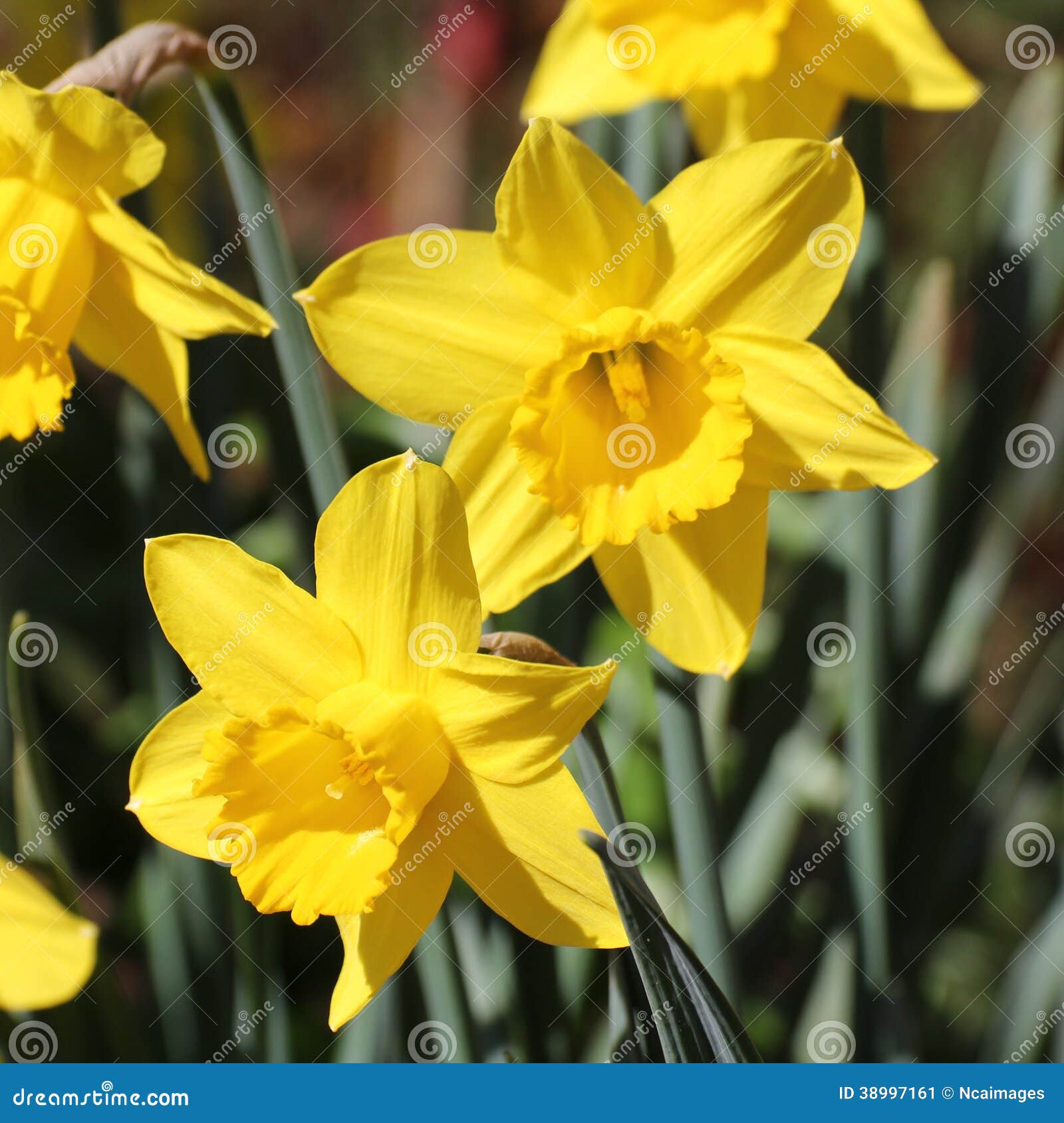 Spring flowers stock image. Image of flowerbed, born - 38997161