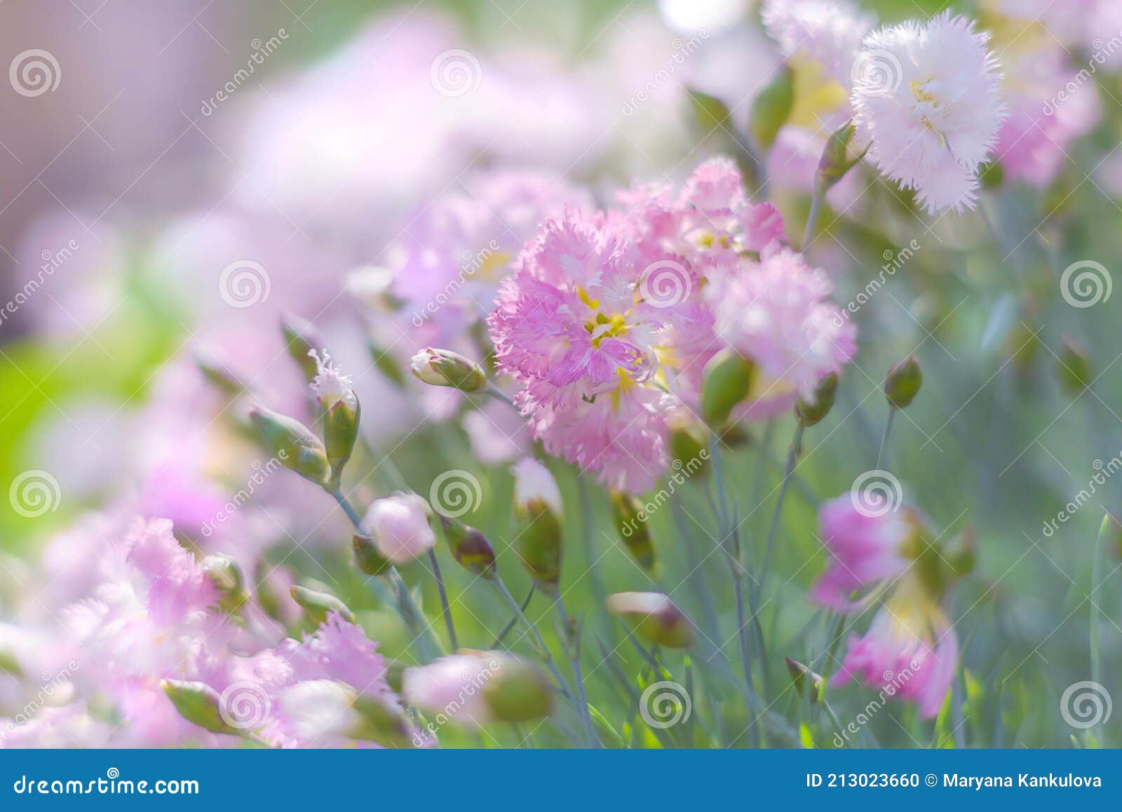 Spring Flowers. a Small Pink Carnation. a Bush from a Border Plant ...