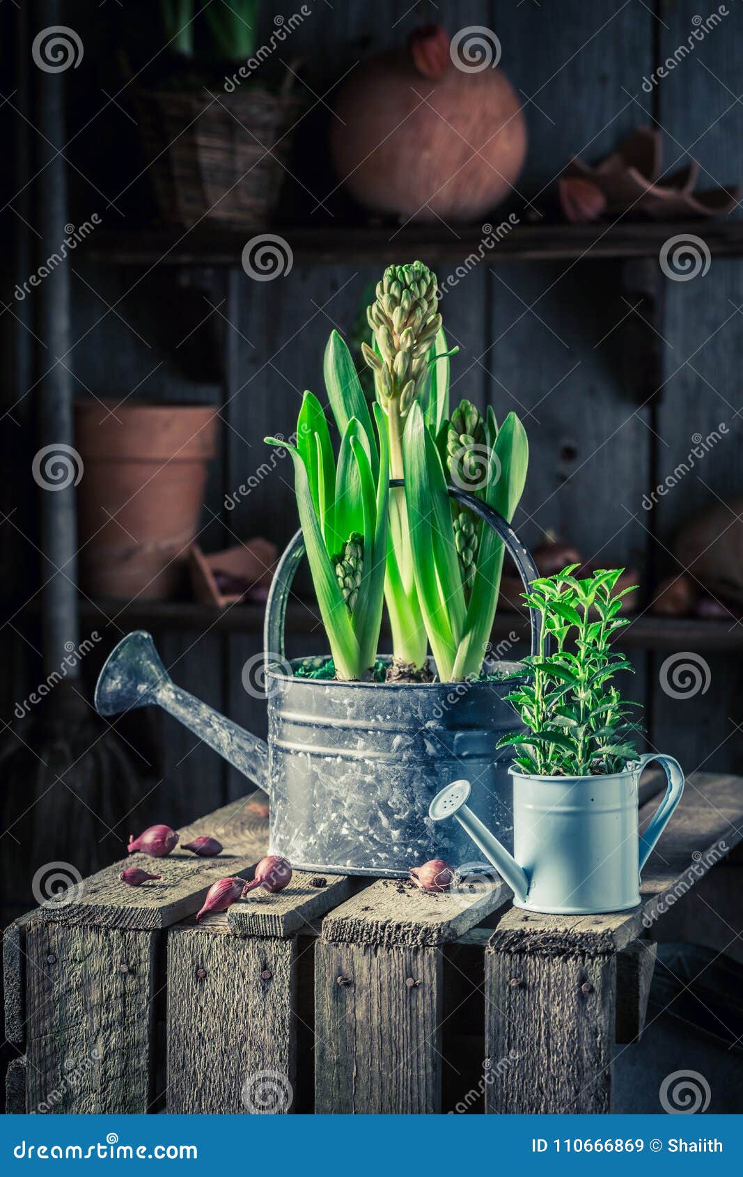 Spring Flowers in an Small Watering Can Stock Image - Image of plant ...