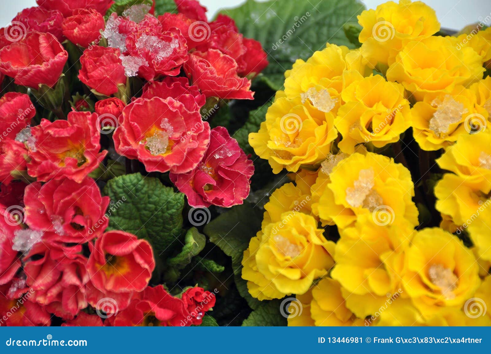 Spring flowers in snow stock image. Image of gift, green - 13446981