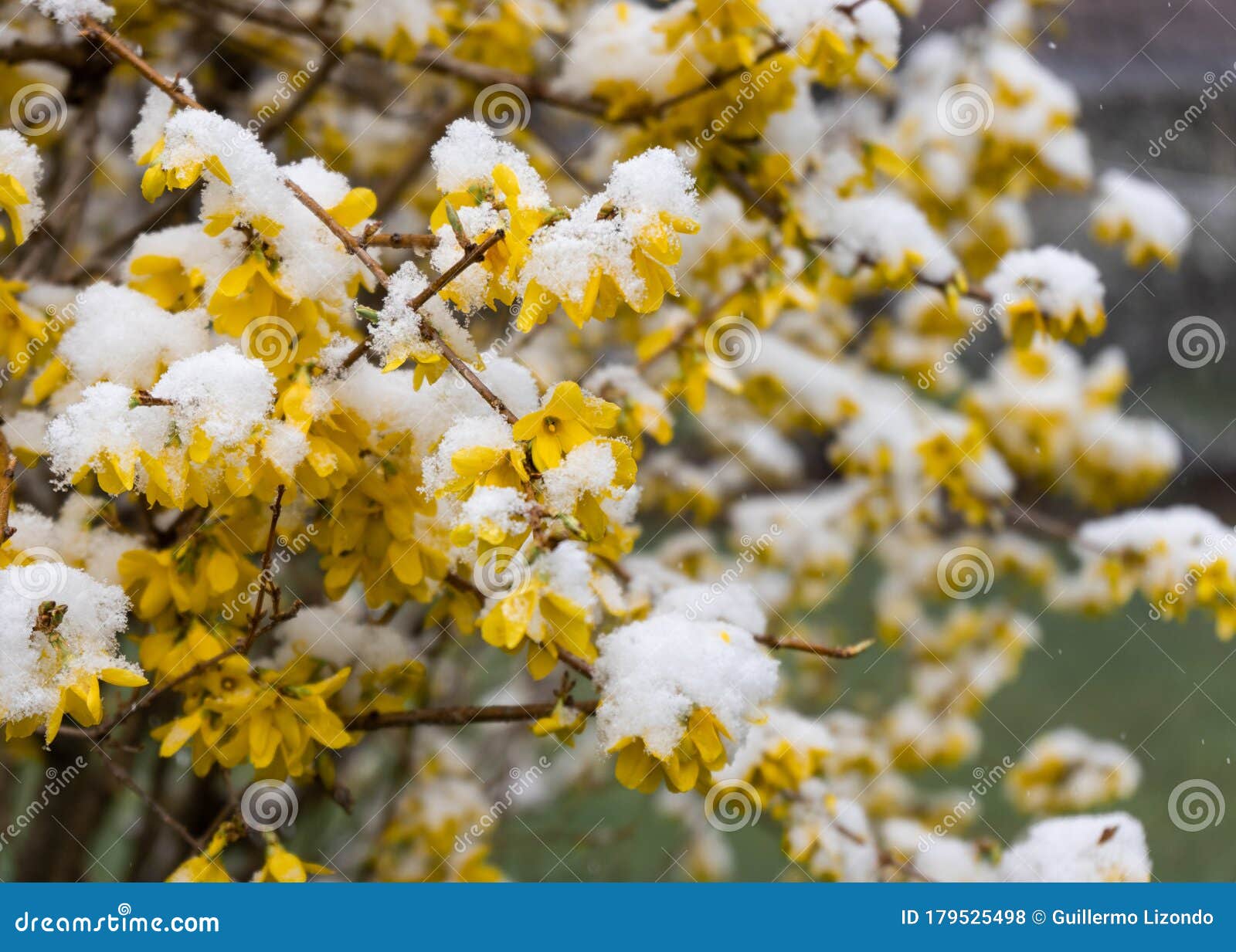 Spring Flowers with Snow in the Backyard Stock Photo - Image of flowers ...