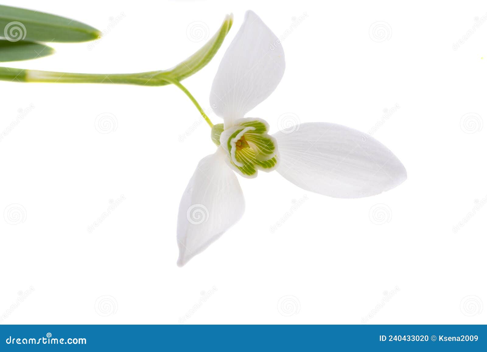 Spring Flowers Snowdrop Isolated Stock Photo - Image of green, snowdrop ...