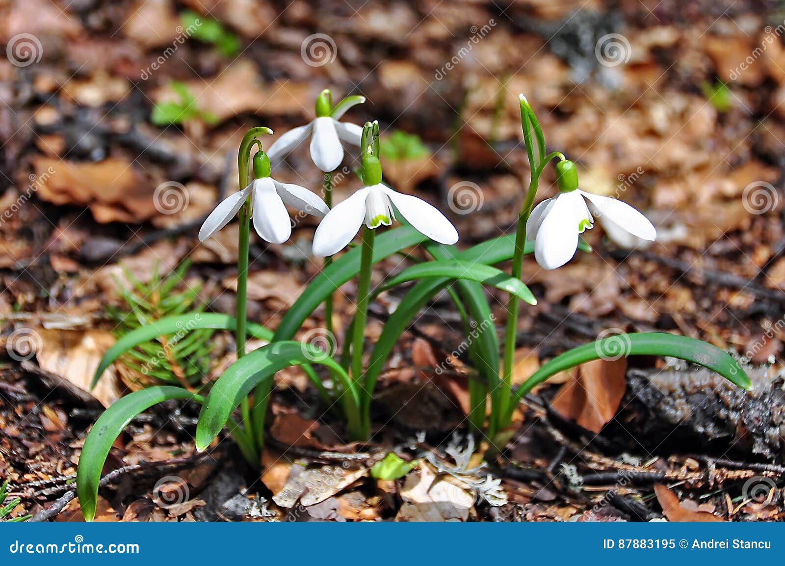 Spring Snowdrop Flowers stock image. Image of plant, seasonal - 87883195