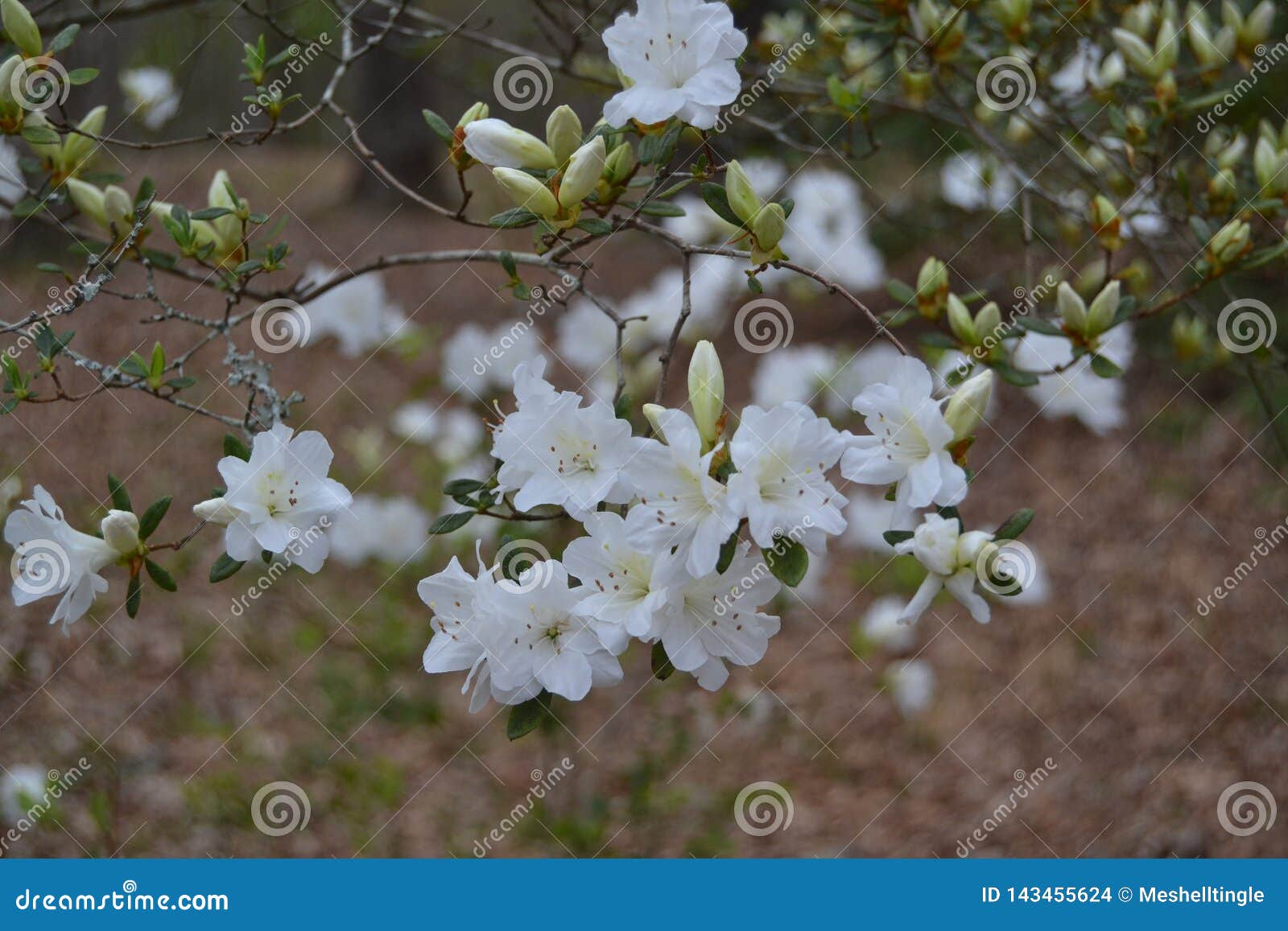 Spring Flowers in Southern United States Stock Photo - Image of ...
