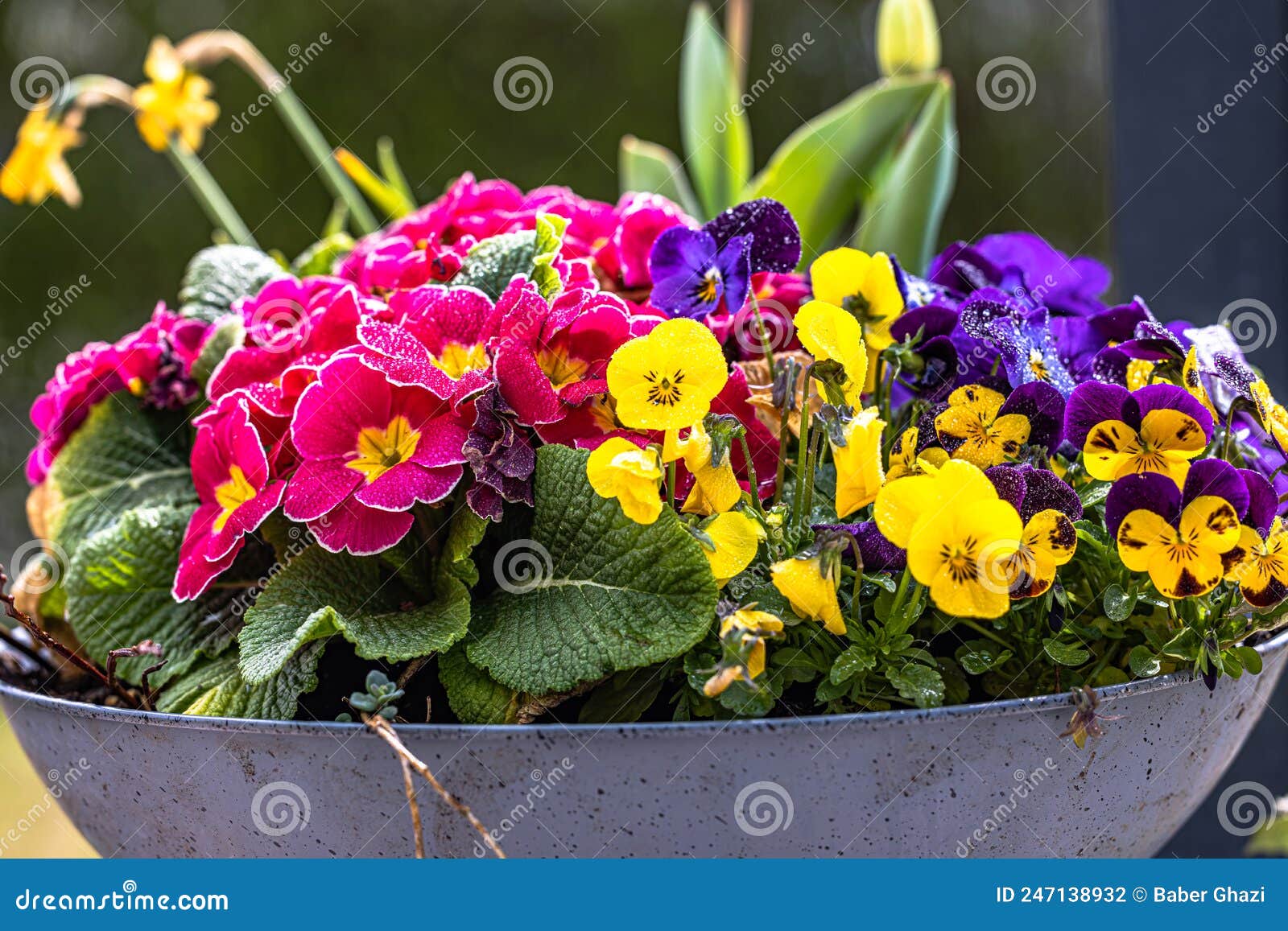Spring Flowers stock photo. Image of shrub, flowers - 247138932