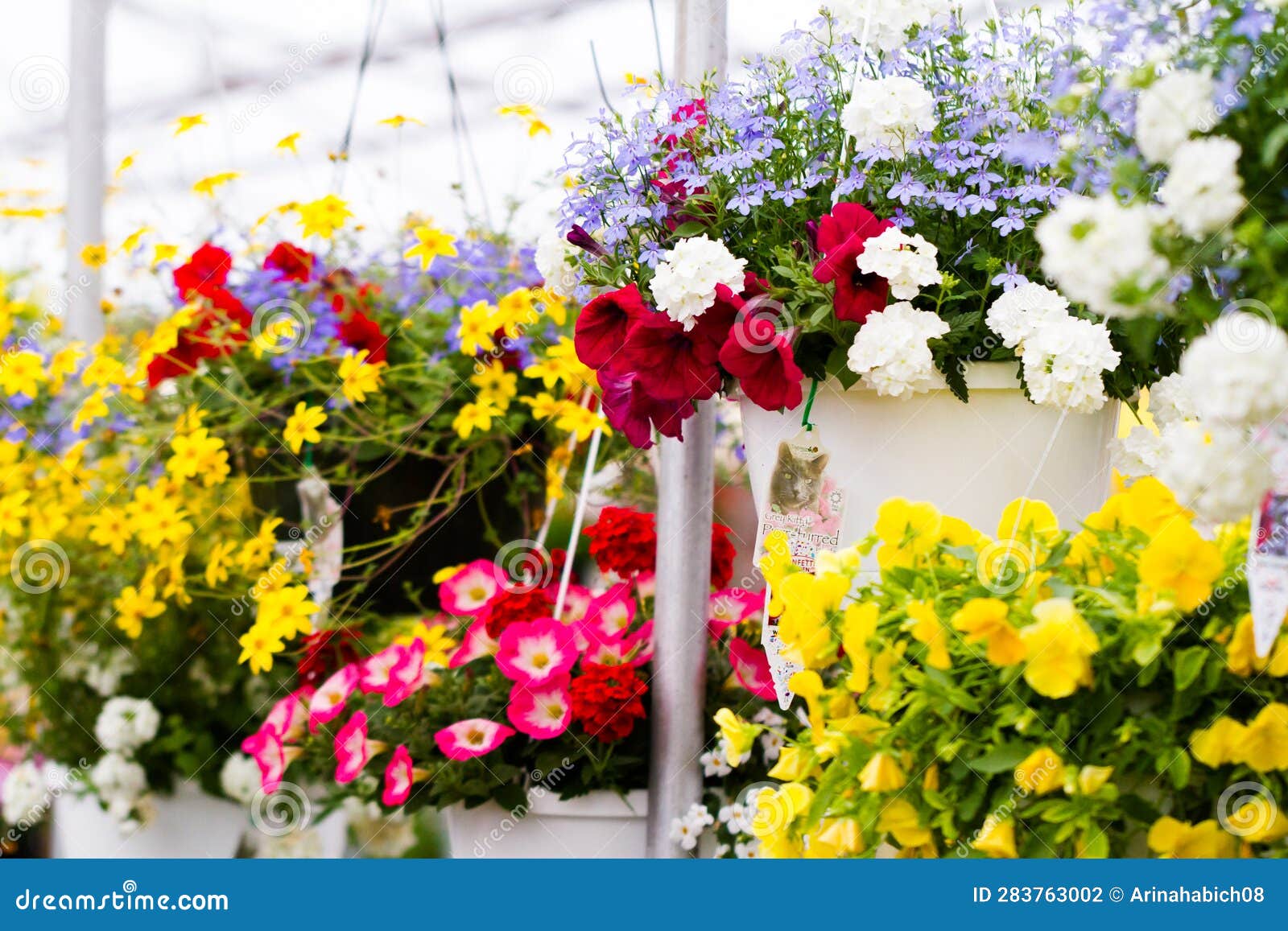 Spring flowers editorial photography. Image of nursery - 283763002