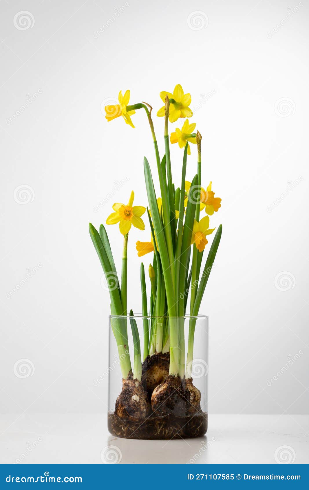 Spring Flowers Still Life Blooming Daffodils Stock Image - Image of ...