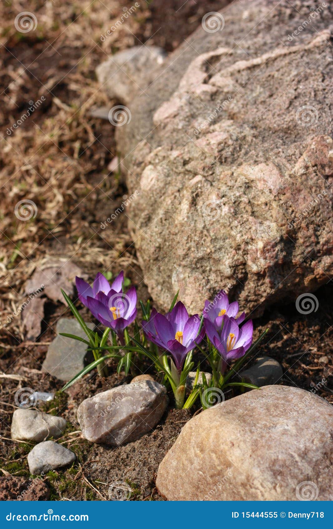 Spring flowers and stone stock image. Image of stone - 15444555