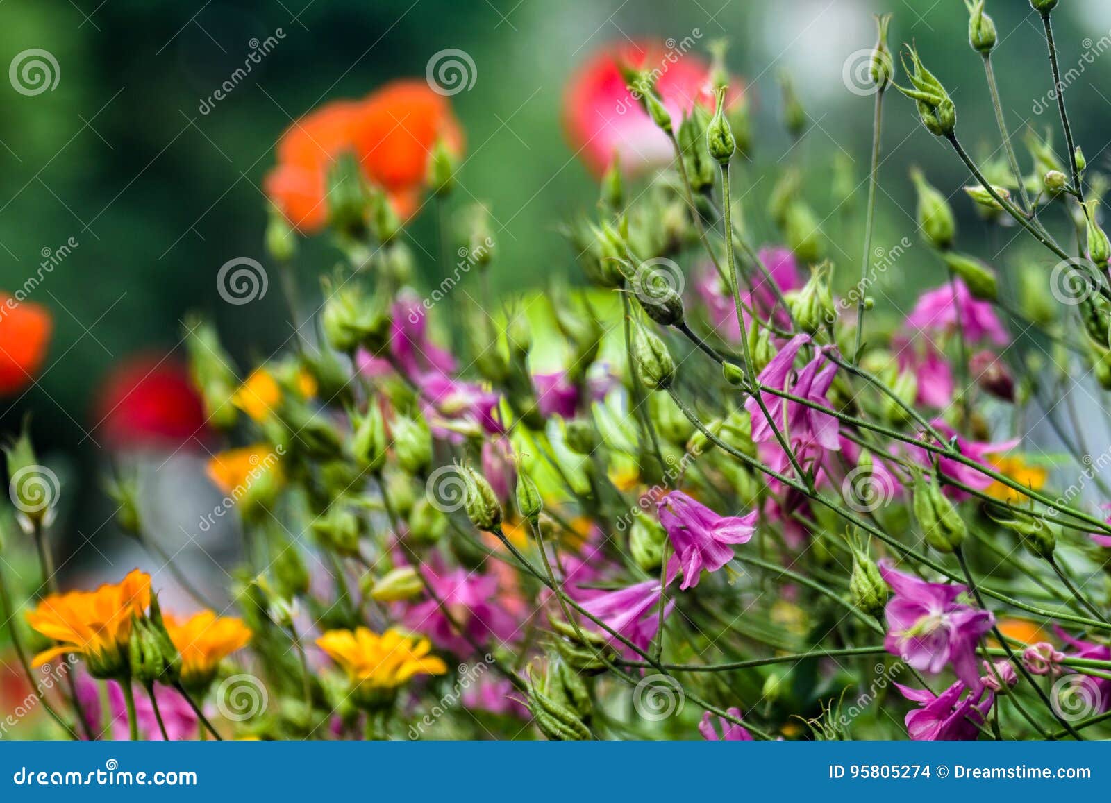 Spring flowers stock photo. Image of bloom, green, blossom - 95805274