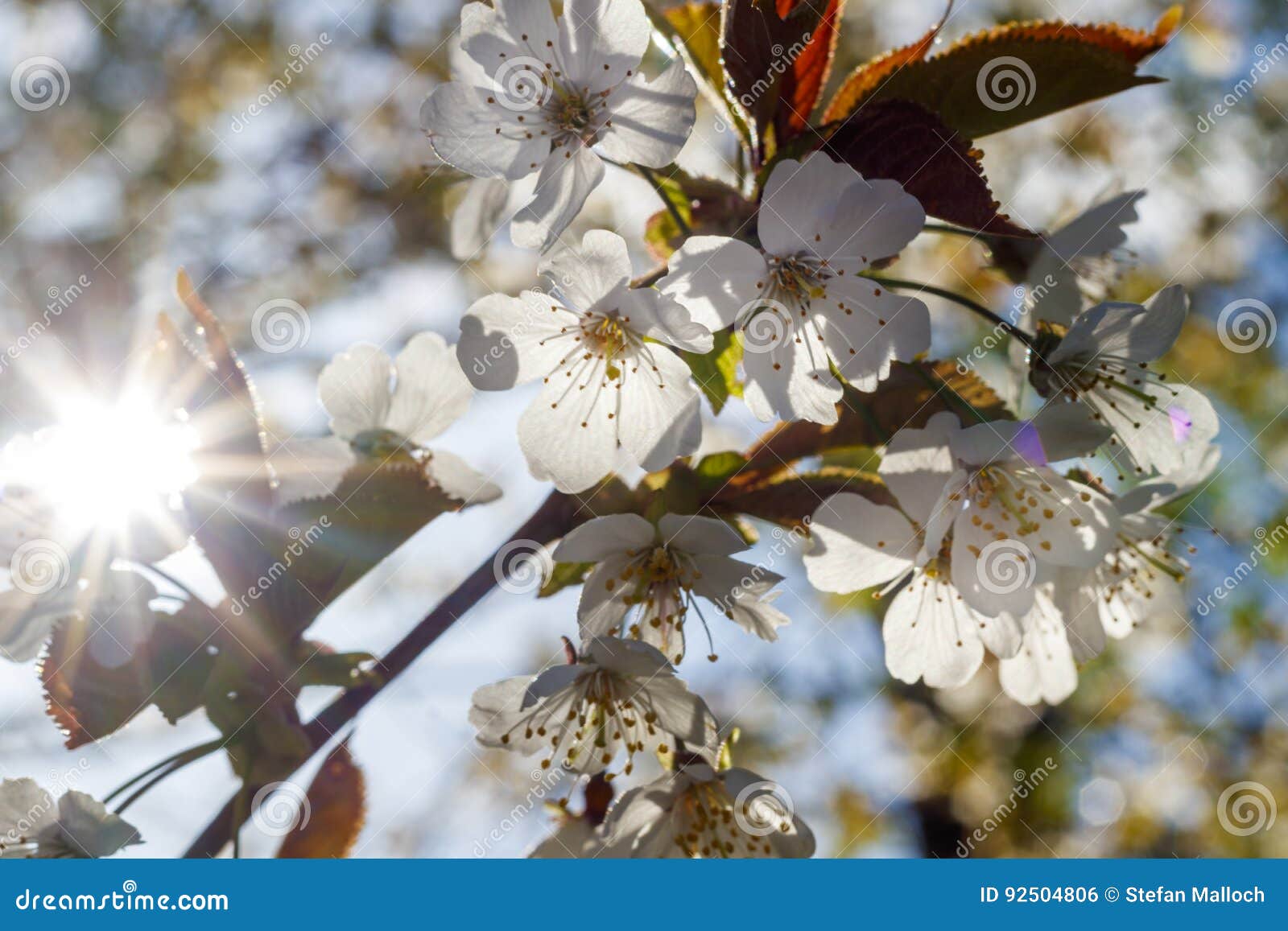 Spring flowers in the sun stock photo. Image of fresh - 92504806