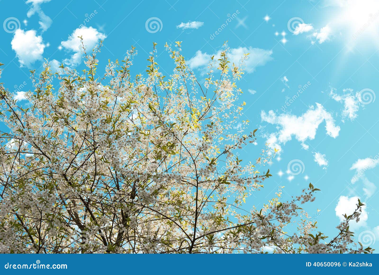 Spring Flowers with Sun Rays Stock Photo - Image of closeup, flower ...