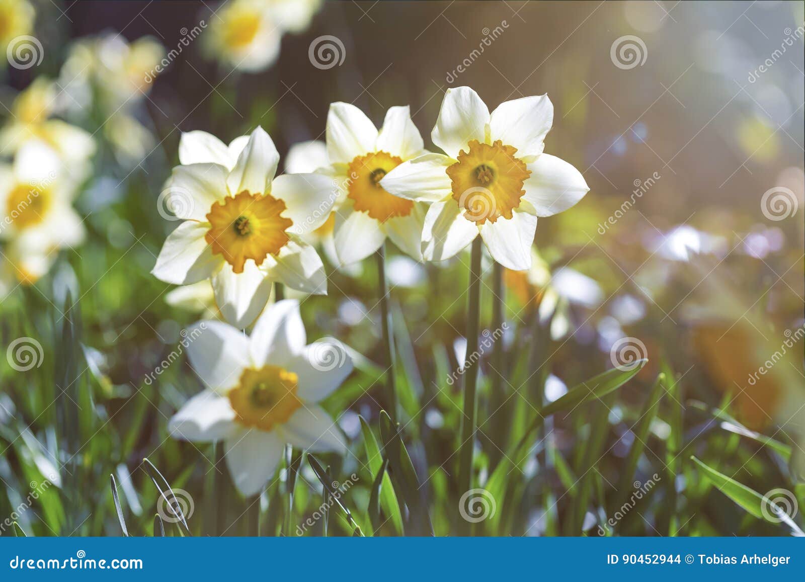 Spring flowers in the sun stock photo. Image of summer - 90452944