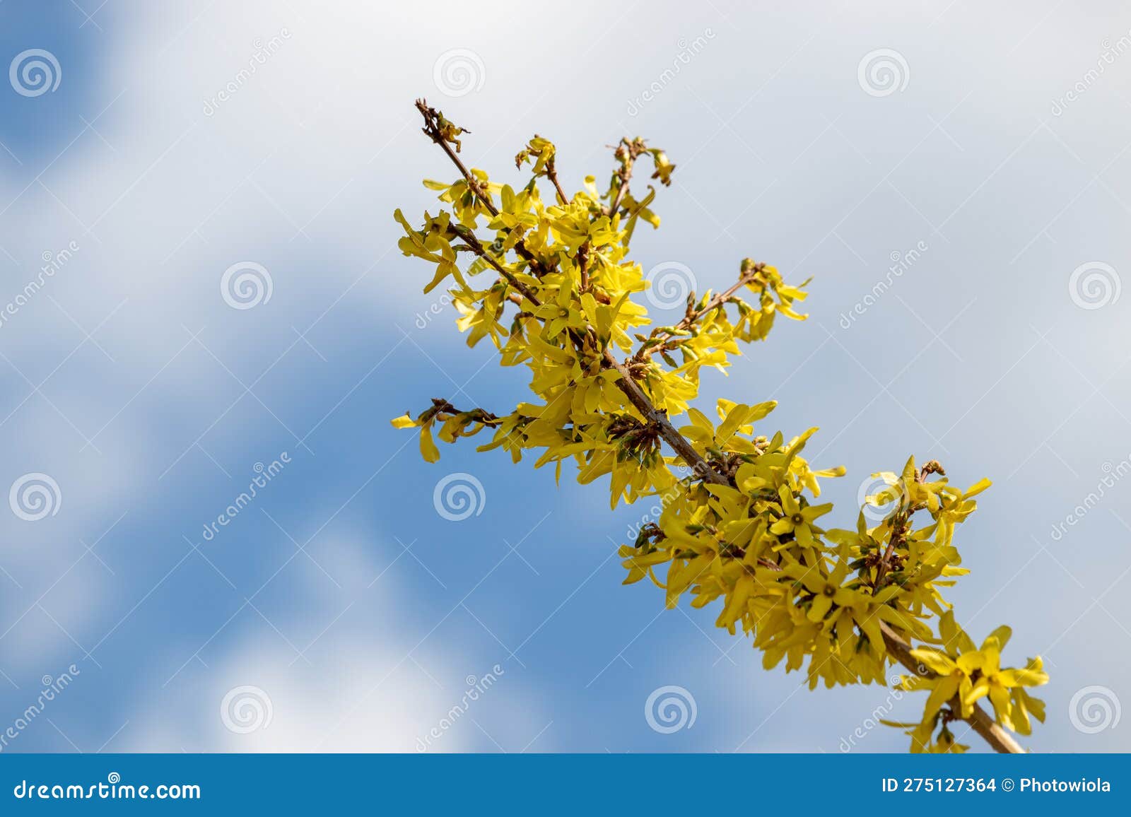 Spring Flowers on a Sunny April Day Stock Photo - Image of freshness ...