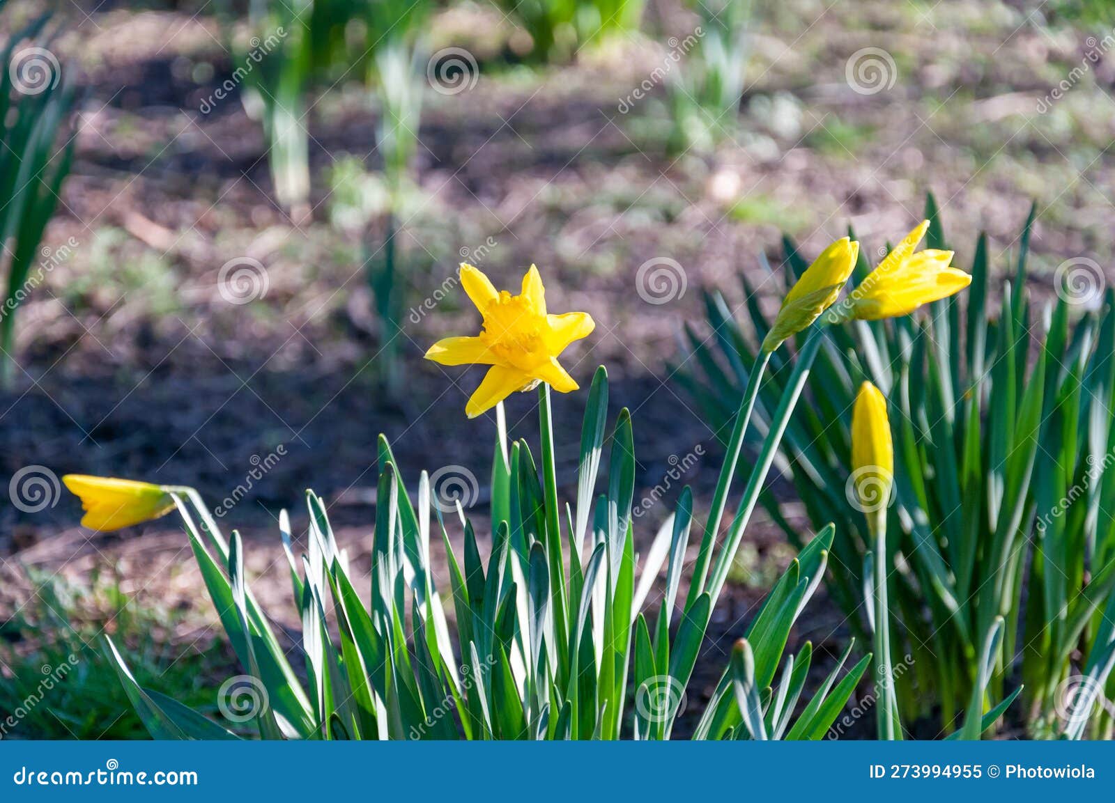 Spring Flowers on a Sunny April Day in an English Park Stock Image ...