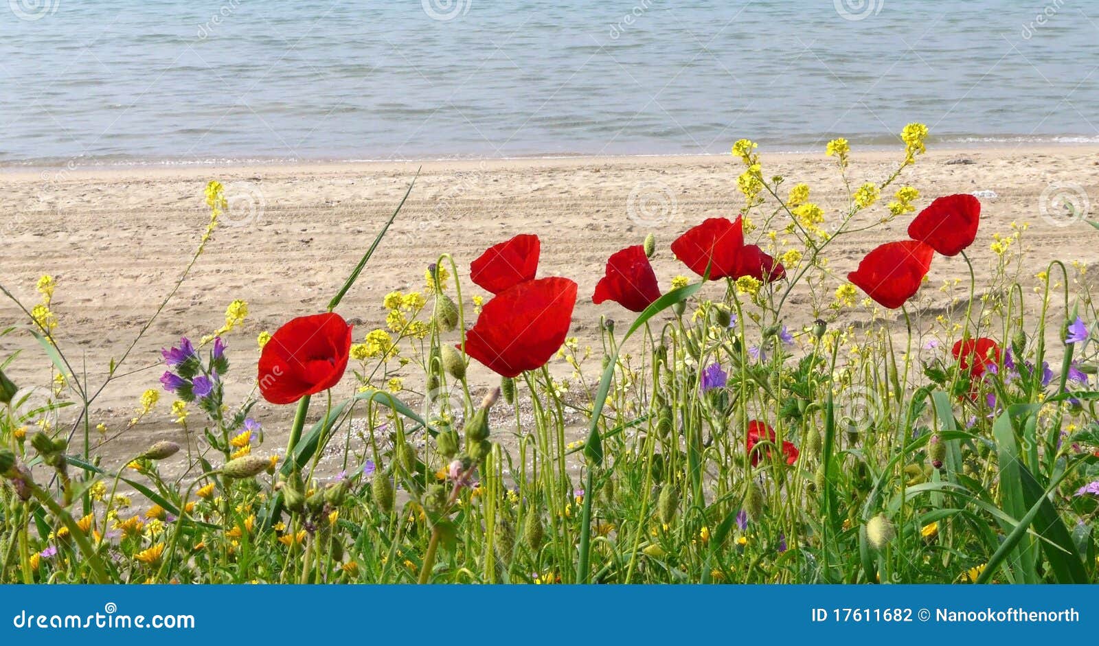 Beach Flowers Royalty-Free Stock Photo | CartoonDealer.com #60134835