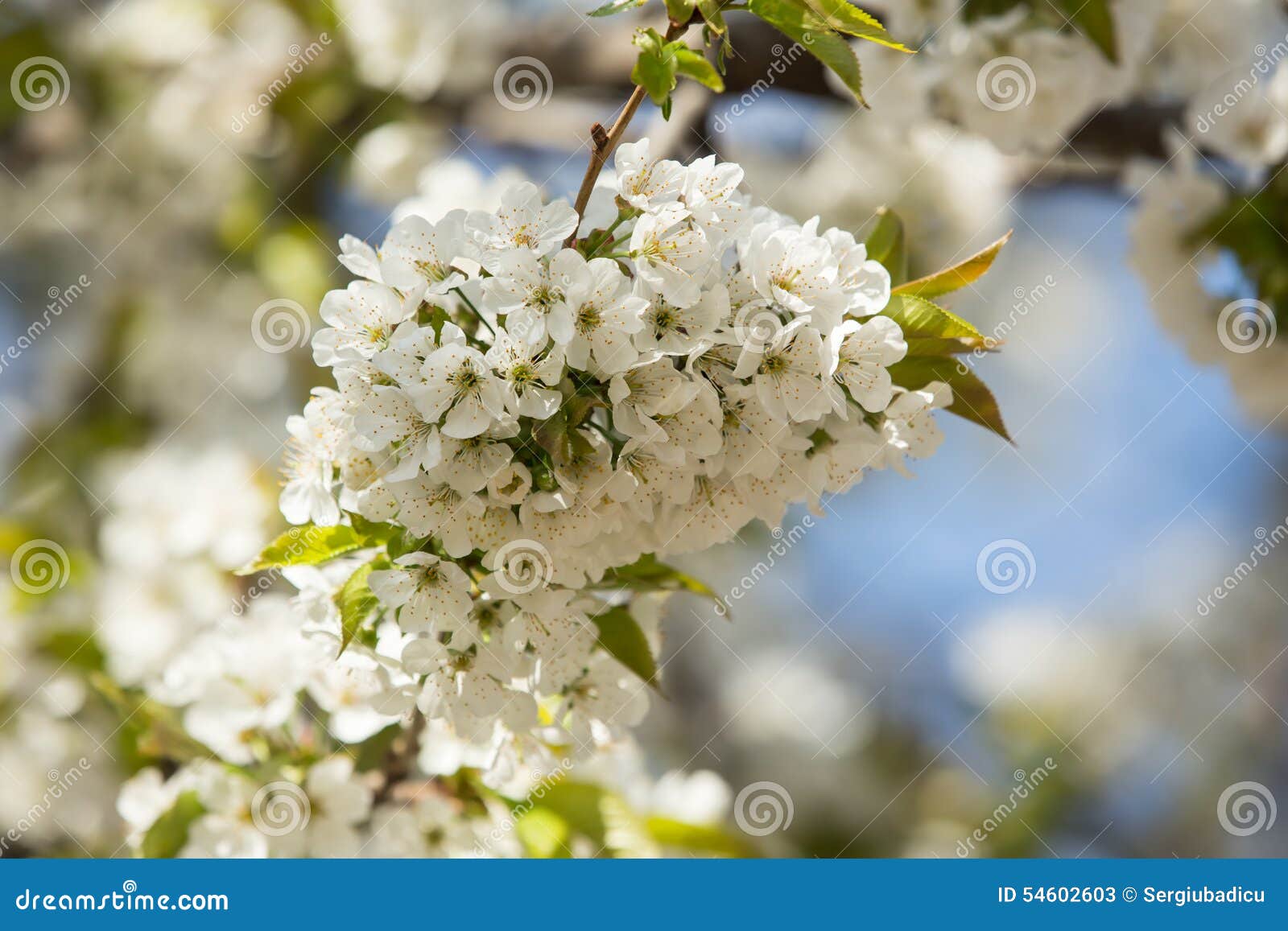 Spring Flowers in Republic of Moldova Stock Image - Image of sunny ...