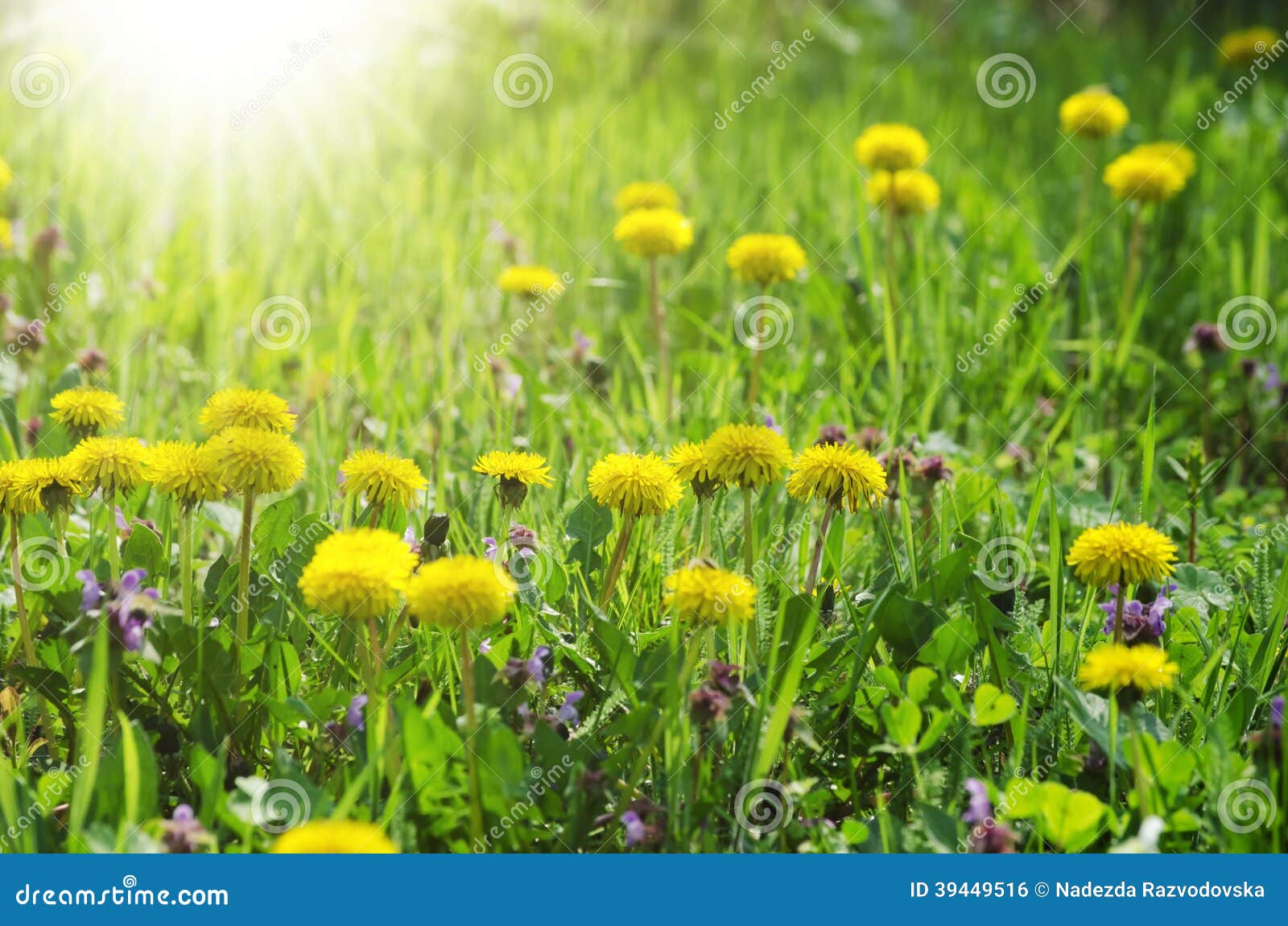Spring Flowers stock photo. Image of blooming, meadow - 39449516