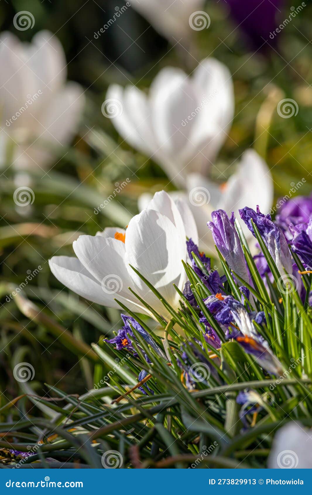 Spring Flowers on a Sunny March Day Stock Image - Image of beauty ...