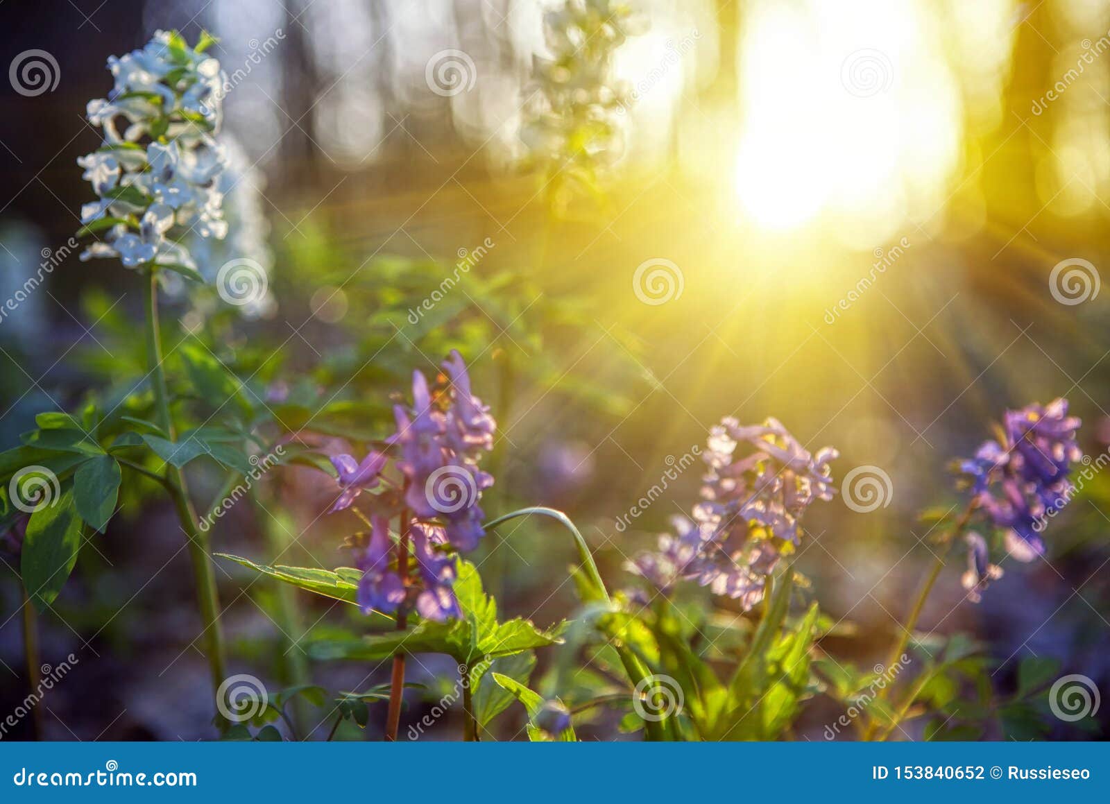 Spring nature sunrise stock photo. Image of nature, color - 153840652