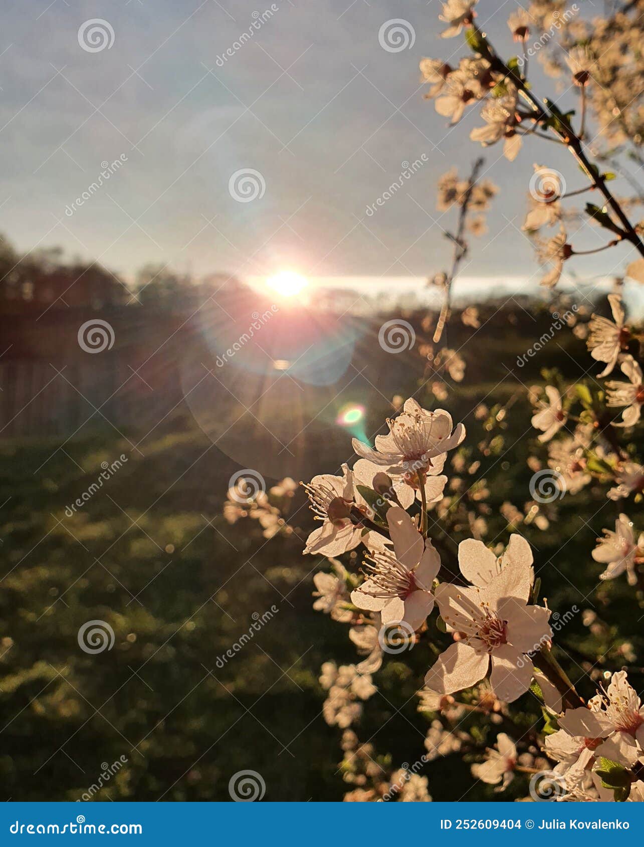 Spring flowers at sunset stock photo. Image of morning - 252609404