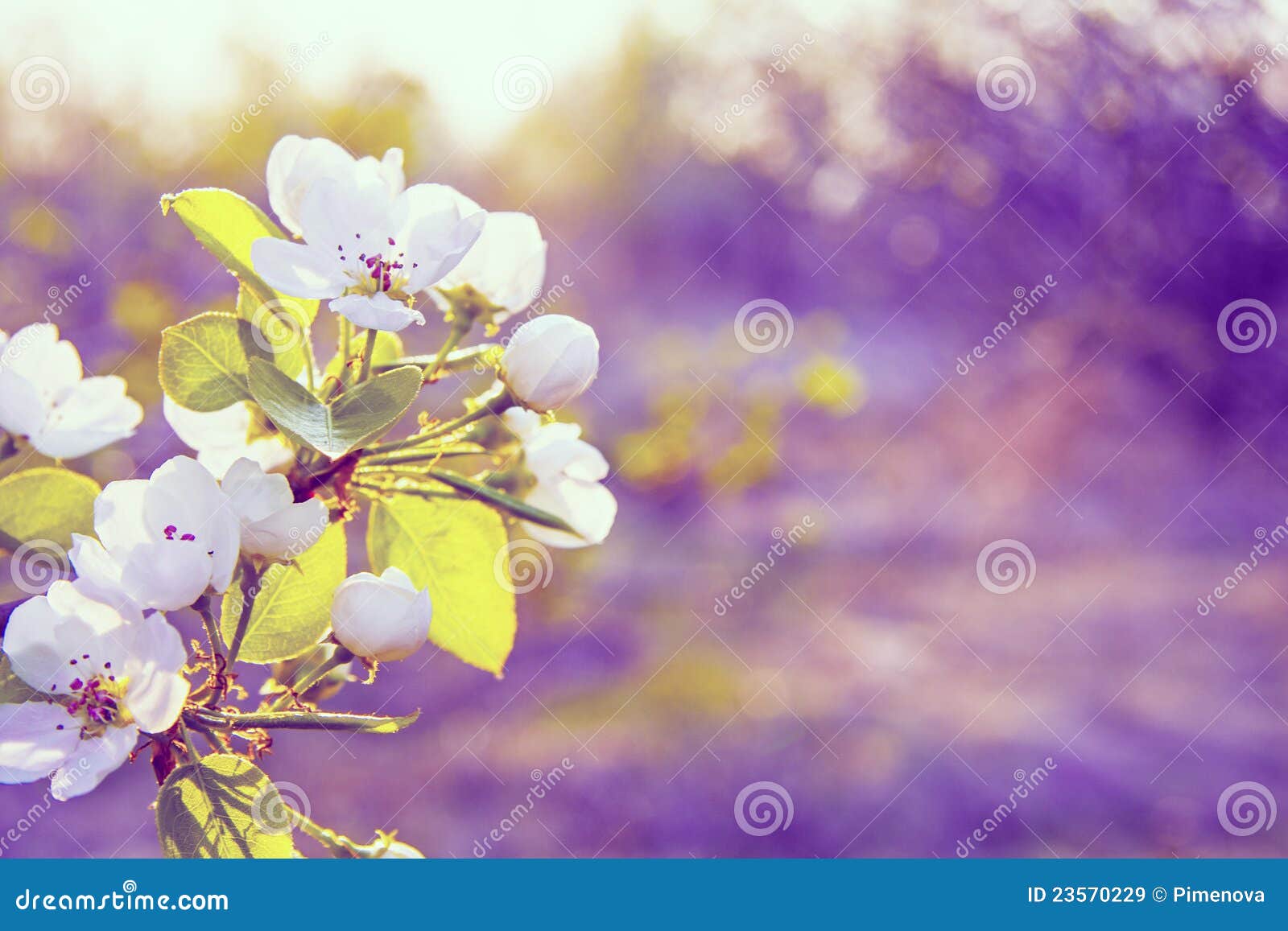 Spring Flowers with Sunshine Stock Image - Image of health, nature ...