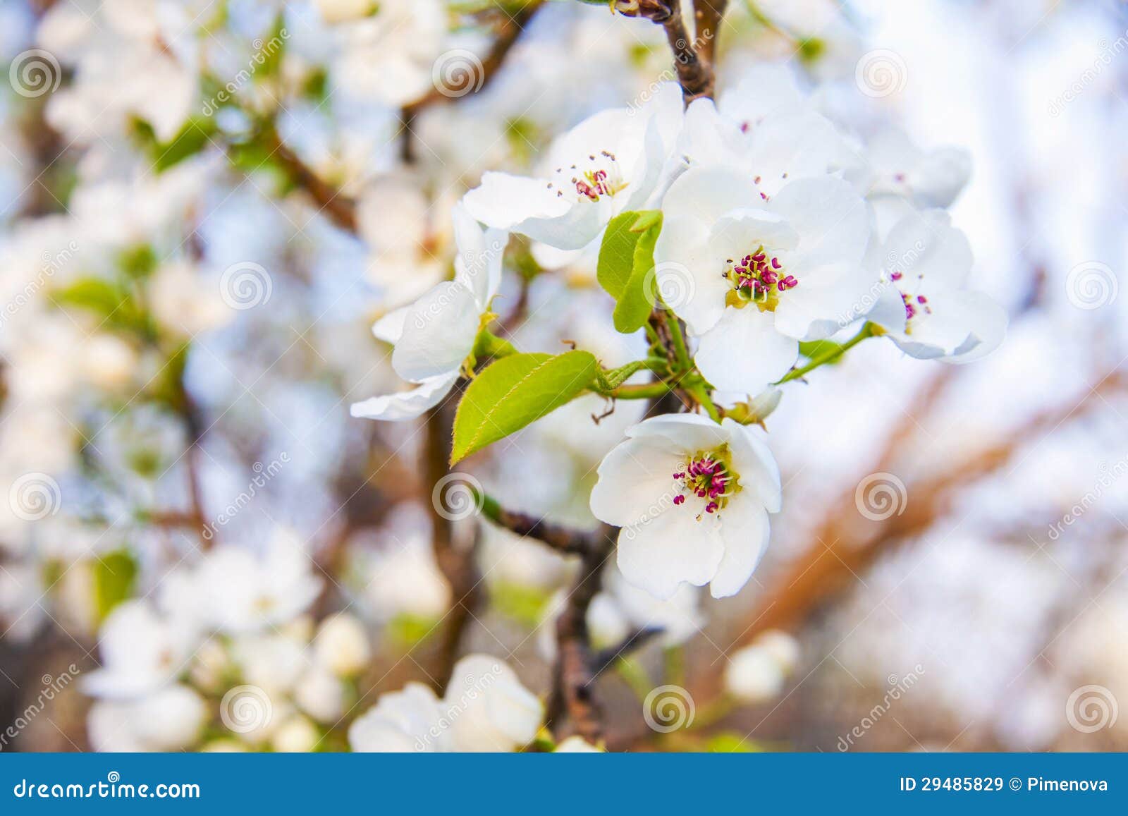 Spring Flowers with Sunshine Stock Image - Image of flower, blossom ...