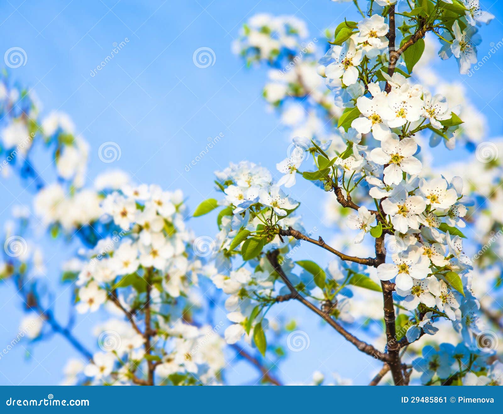 Spring Flowers with Sunshine Stock Image - Image of natural, blurred ...