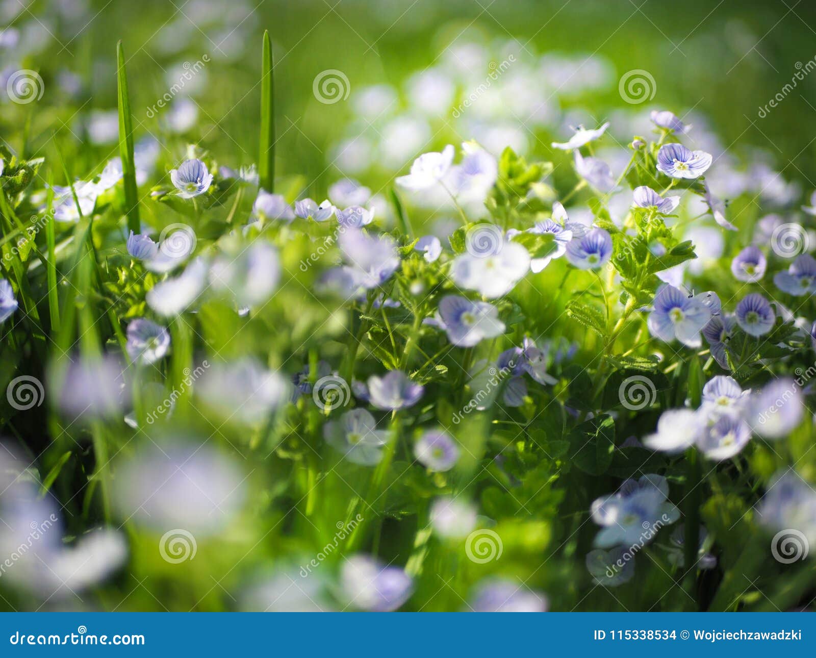 Spring Flowers in the Sunshine Stock Photo - Image of spring, crab ...