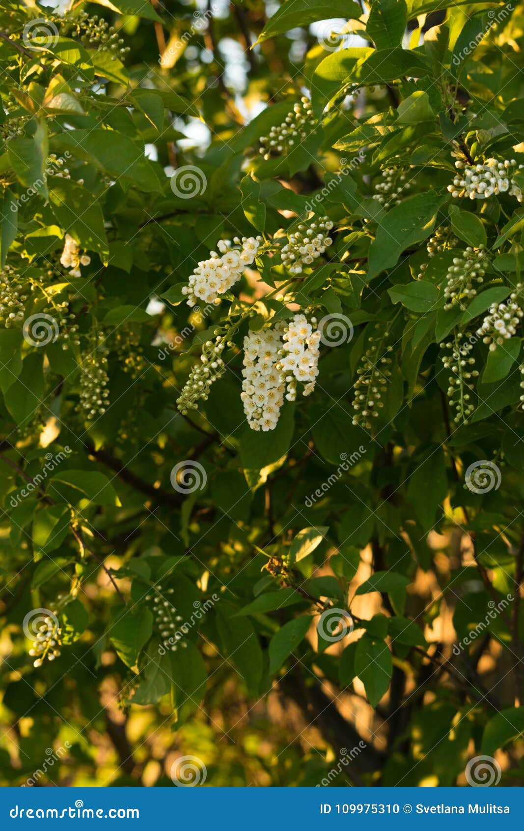 Spring flowers on a tree stock photo. Image of closeup - 109975310