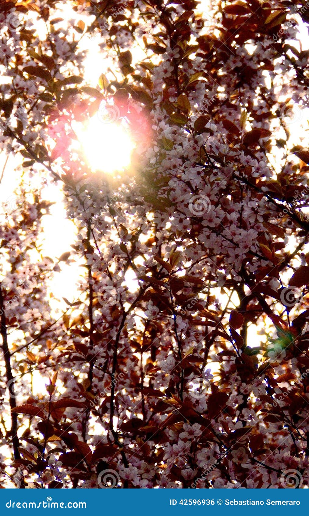 Spring flowers stock photo. Image of spring, light, flowers - 42596936