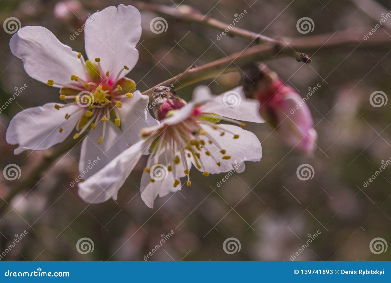 Spring flowers on a tree stock image. Image of flowers - 139741893
