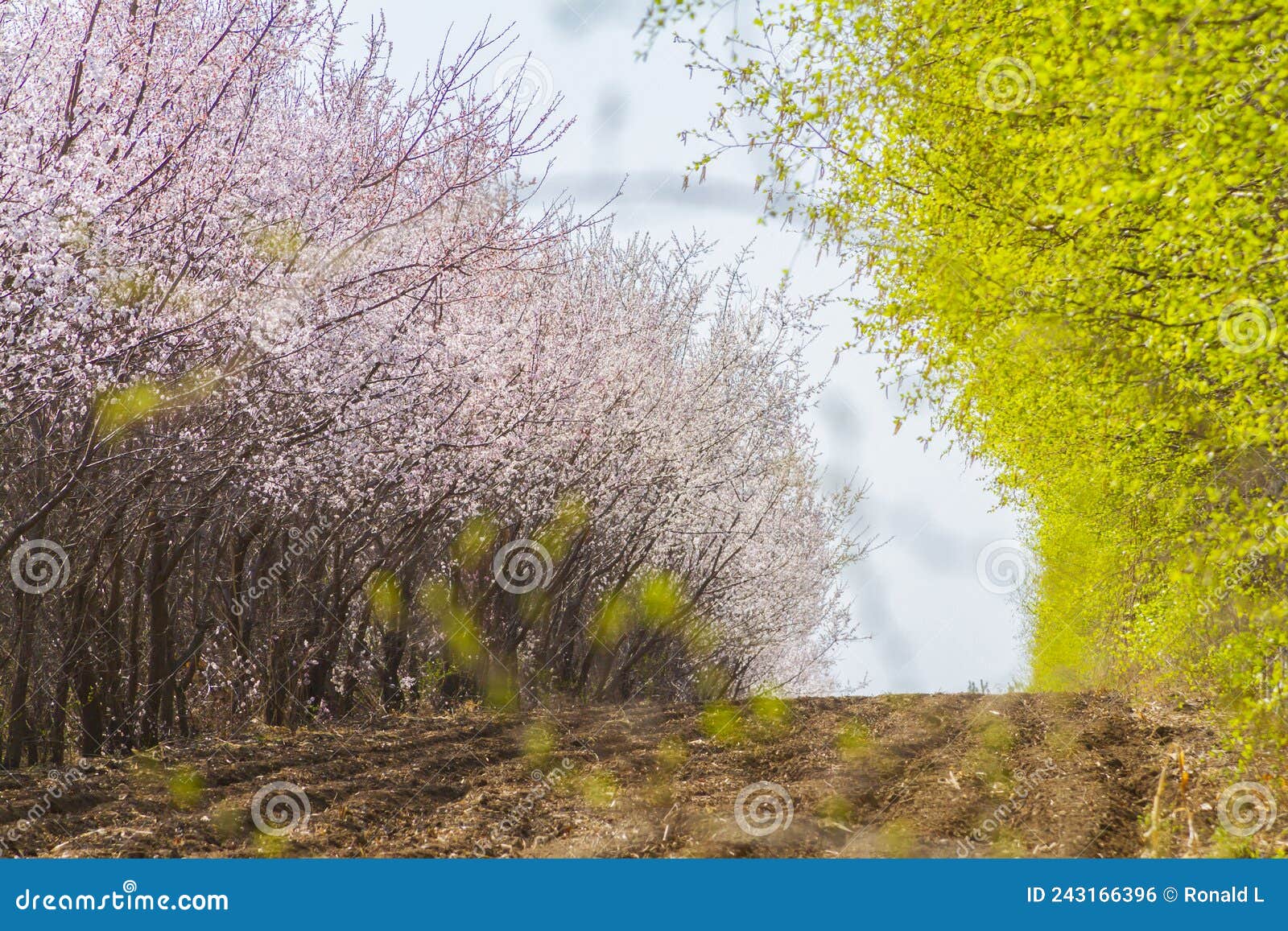 Spring Flowers and Tree Sprouting in a Park Stock Photo - Image of ...