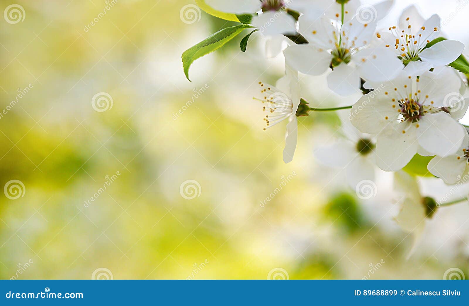 Spring Flowers Trees Background Stock Image - Image of delicate, beauty ...