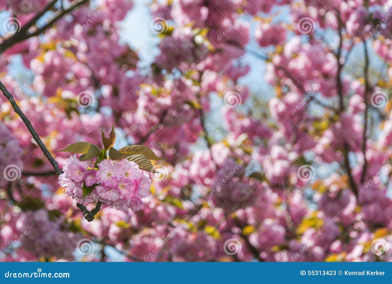 Spring flowers on trees stock image. Image of buds, blossom - 55313423
