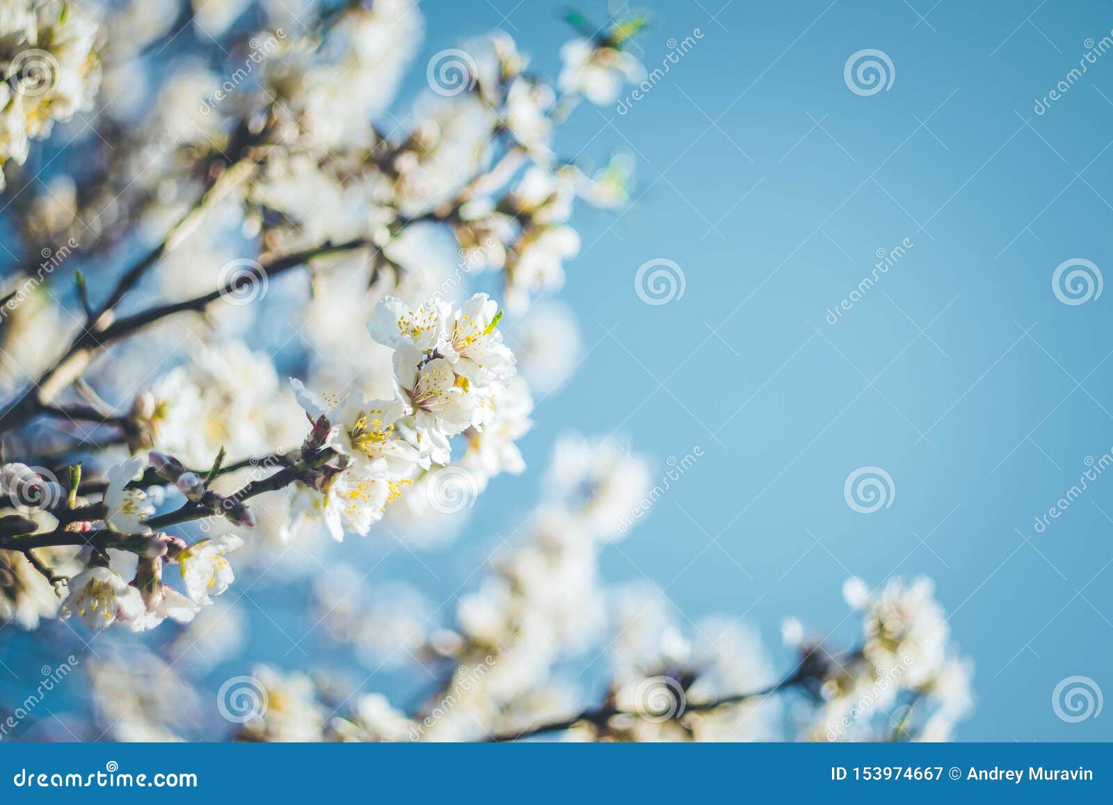 Spring Flowers on the Trees Stock Image - Image of beauty, nature ...
