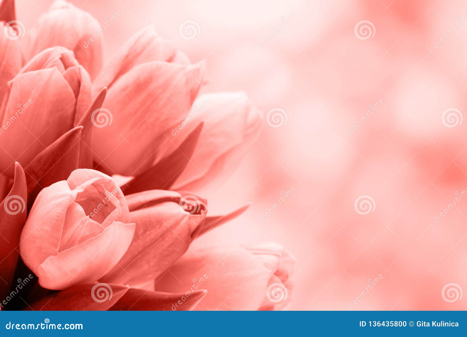 Spring Flowers. Tulip Bouquet on the Bokeh Background Stock Photo ...